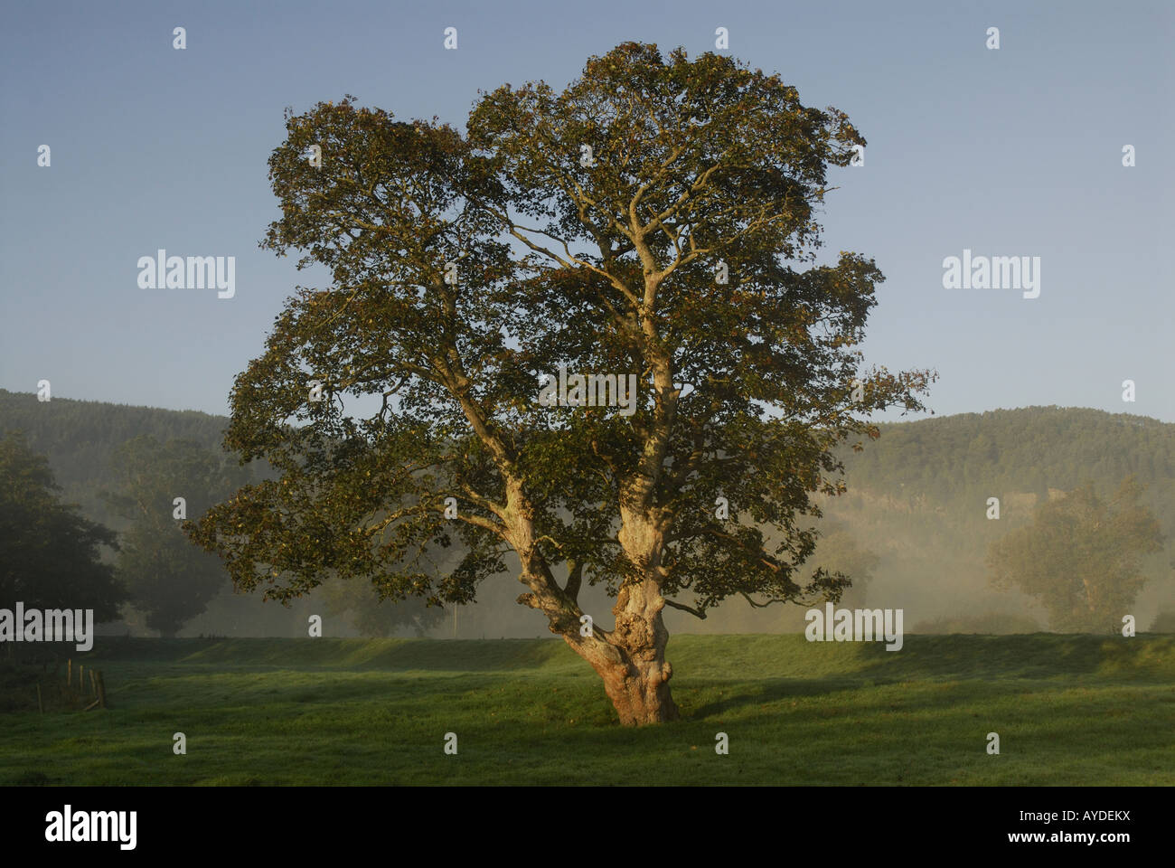 Dawn Sunrise Sycamore Tree High Resolution Stock Photography and Images ...