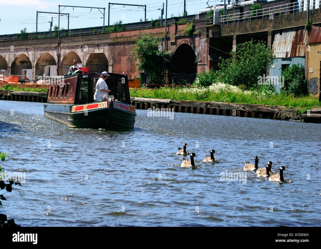 geese in front of narrow boat on the Bridgewater Canal, manchester ...