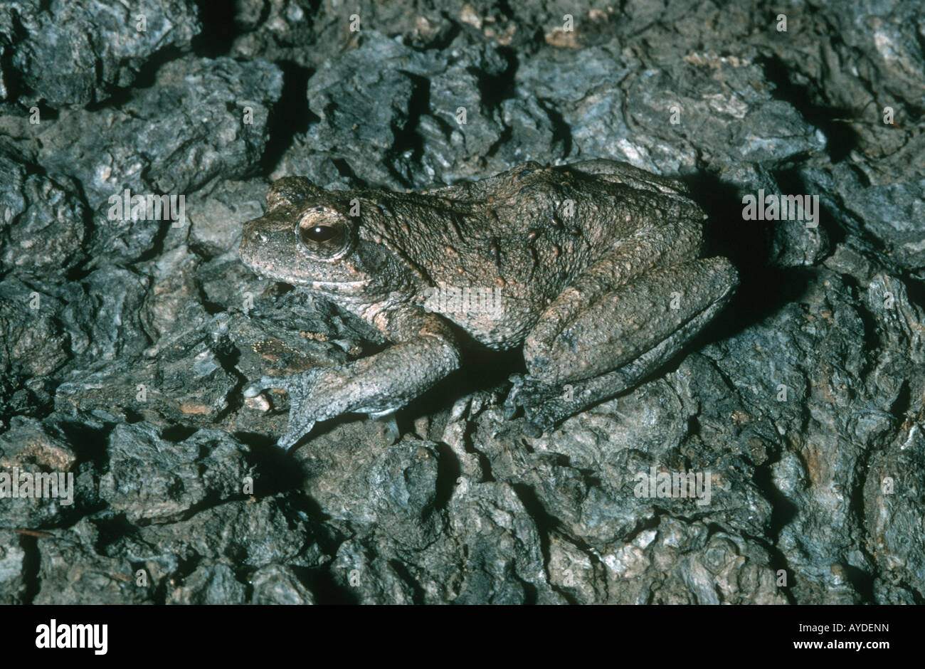 African tree frog camouflaged against tree bark Zambia Stock Photo - Alamy
