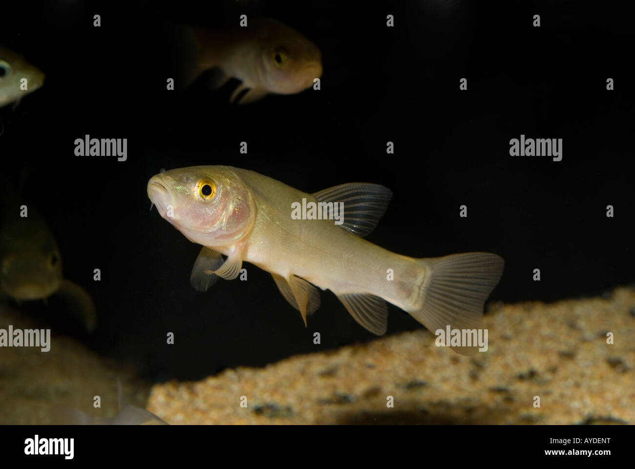 Tinca italy hi-res stock photography and images - Alamy