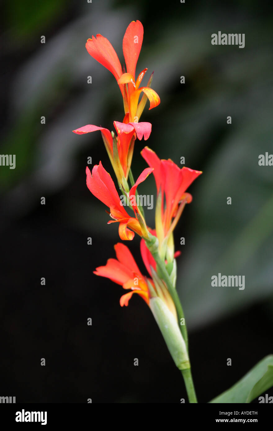 Canna Lily Canna limbata Cannaceae Stock Photo - Alamy