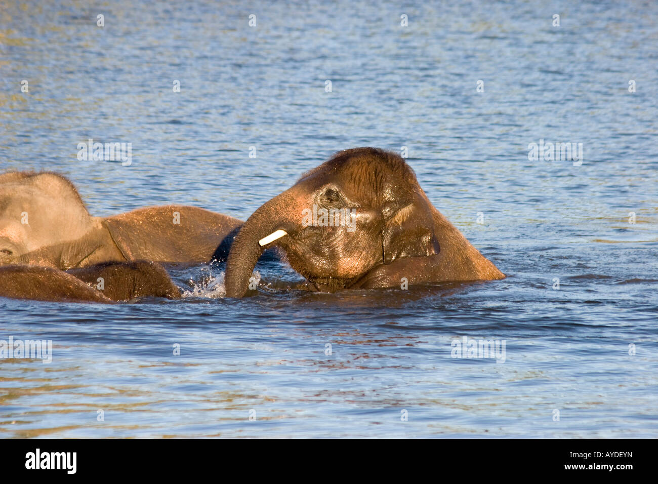 Elephant in setting hi-res stock photography and images - Alamy