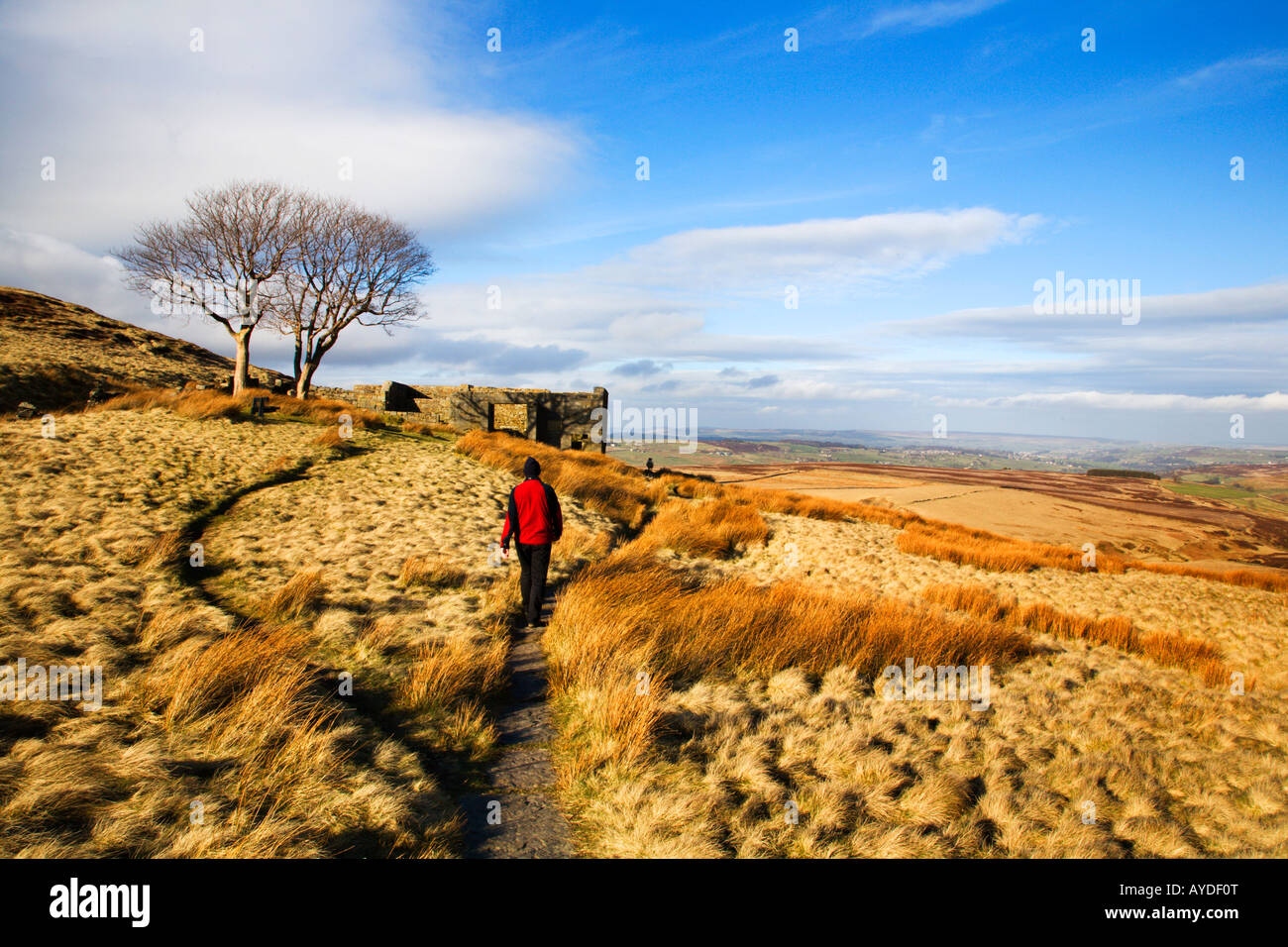 Walker on The Bronte Way at Top Withins Haworth Moor West Yorksh Stock ...