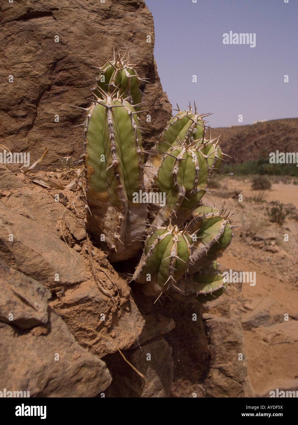 Cactus in a Moroccan landscape Stock Photo - Alamy