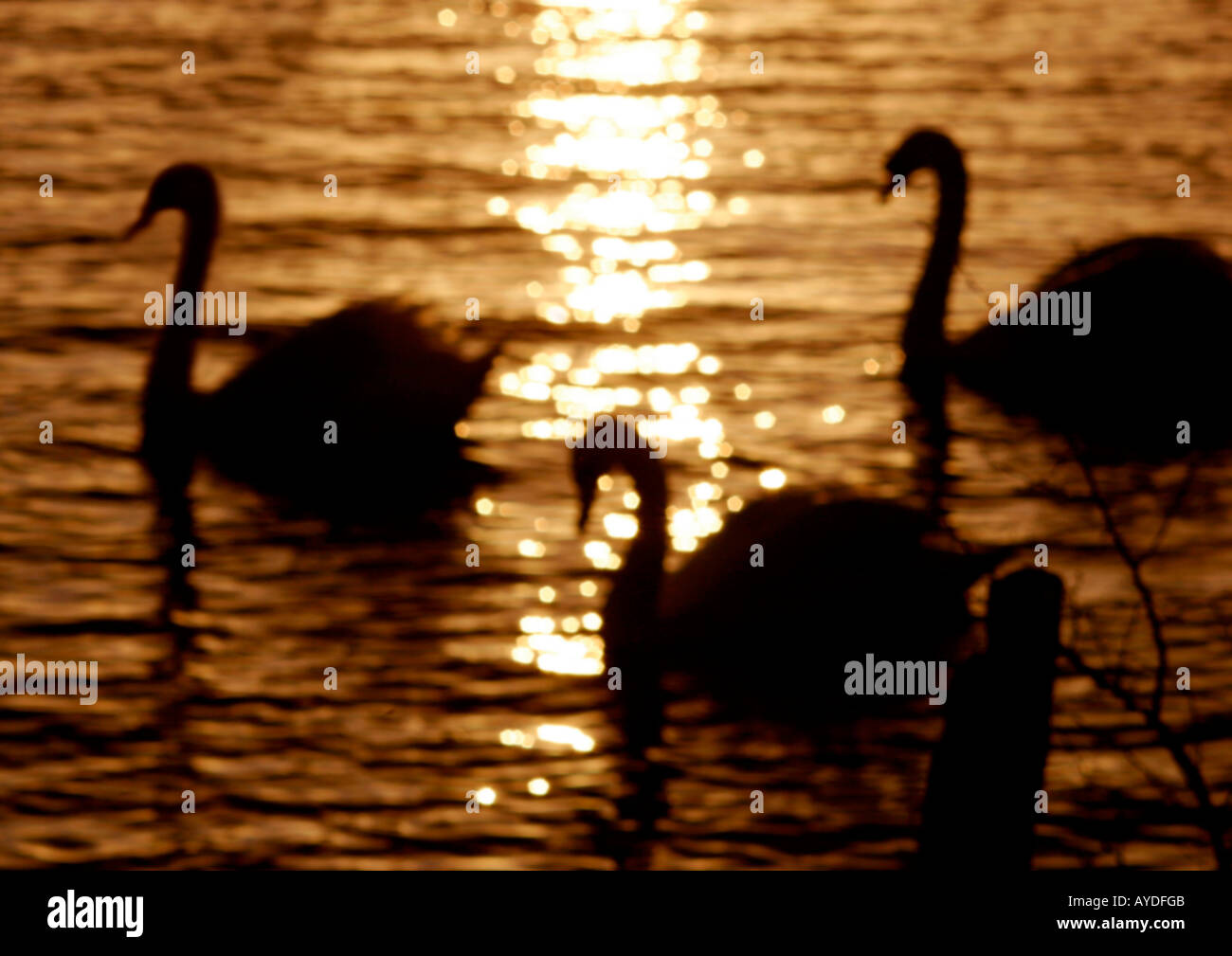 three swans on the Manchester ship Canal, england Stock Photo - Alamy