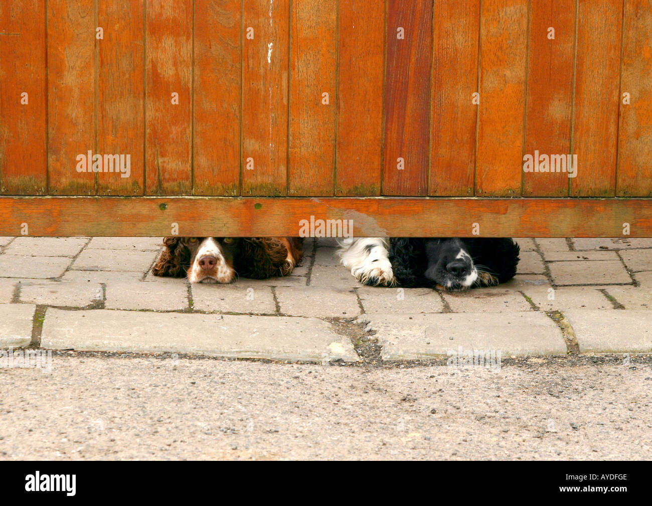 two dogs looking underneath gate Stock Photo - Alamy