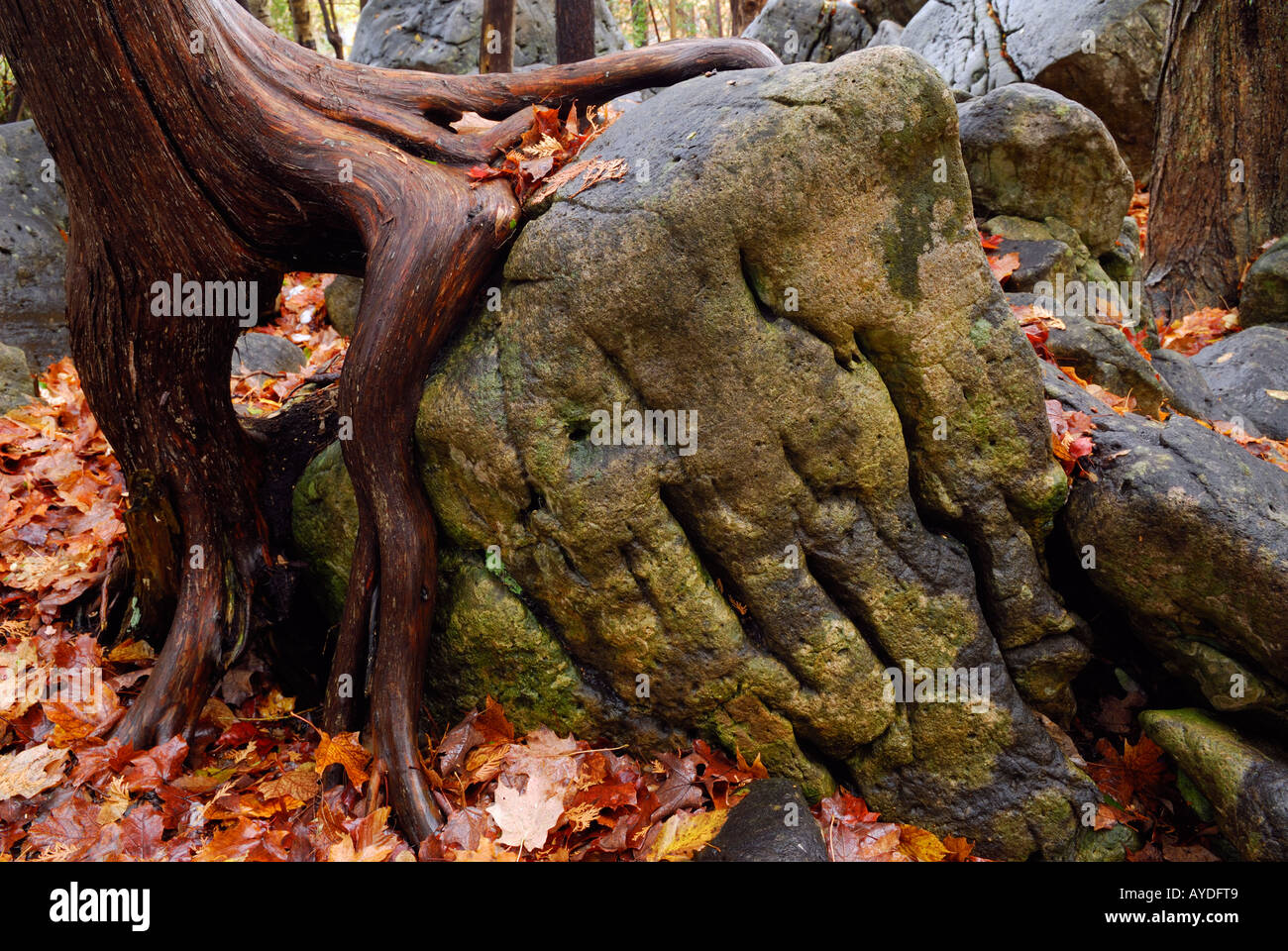 Tree roots rock hi-res stock photography and images - Alamy