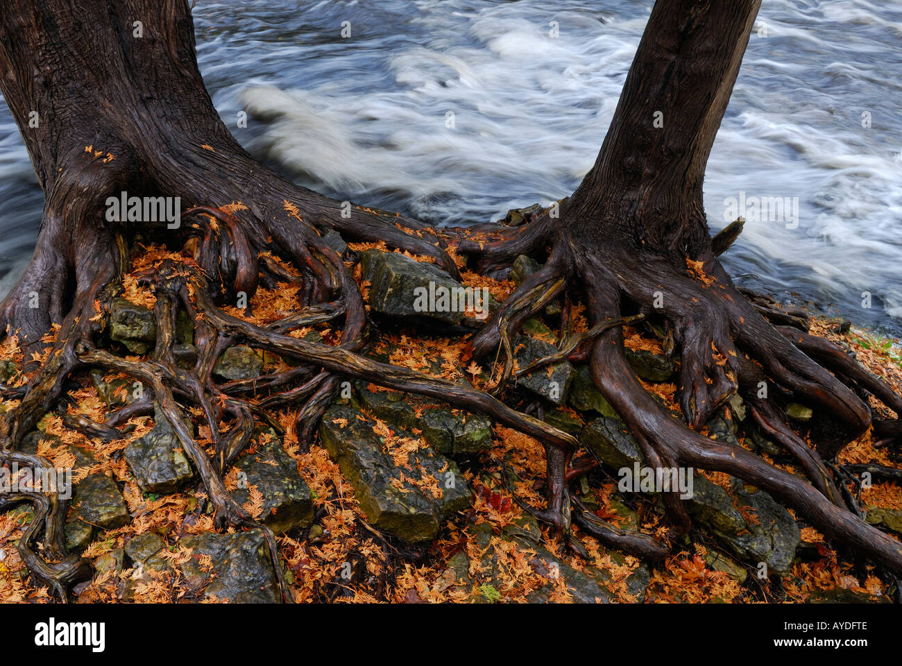 Roots of two Cedar trees roots around rocks by river rapids in Fall ...