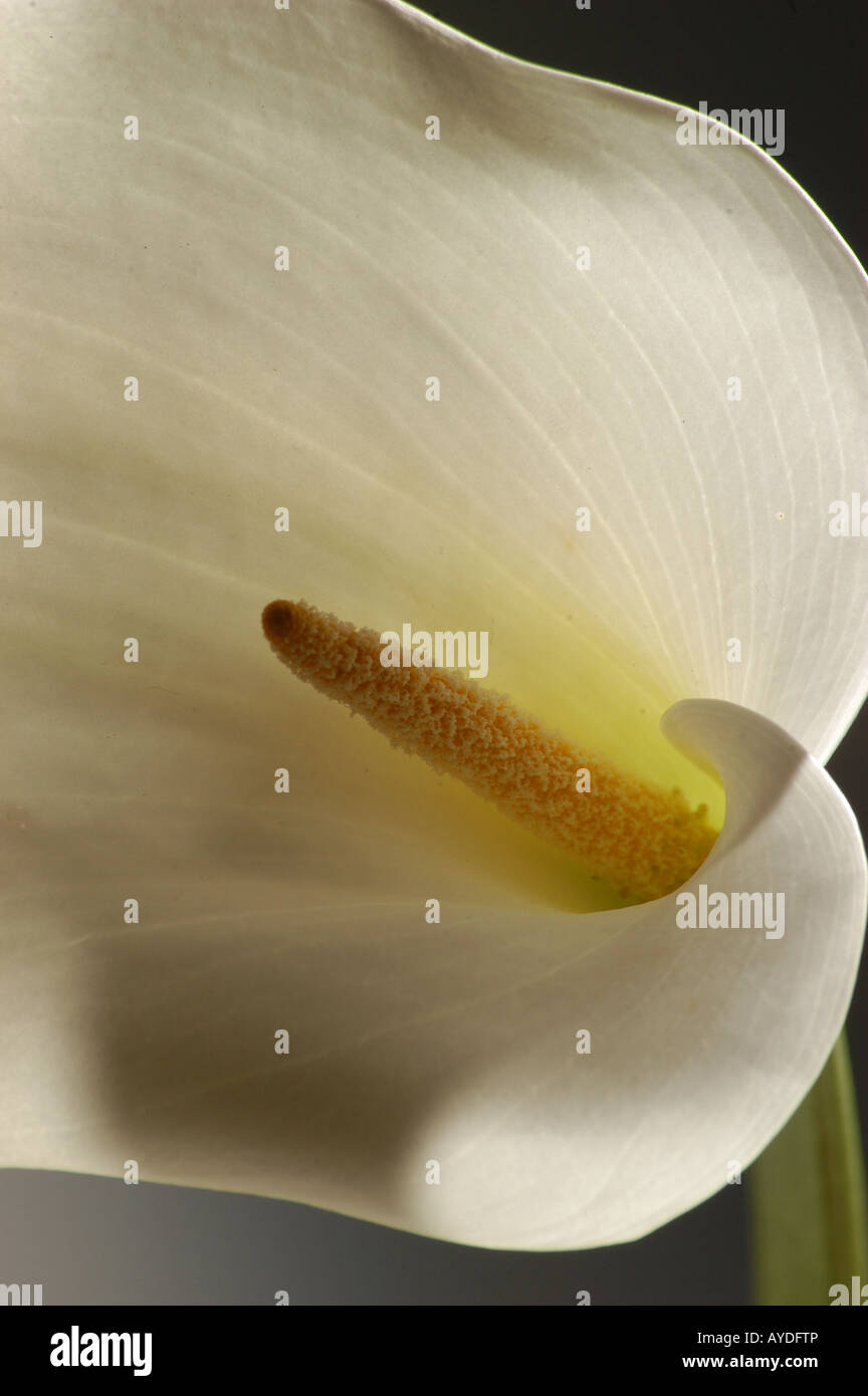Calla fiore hi-res stock photography and images - Alamy