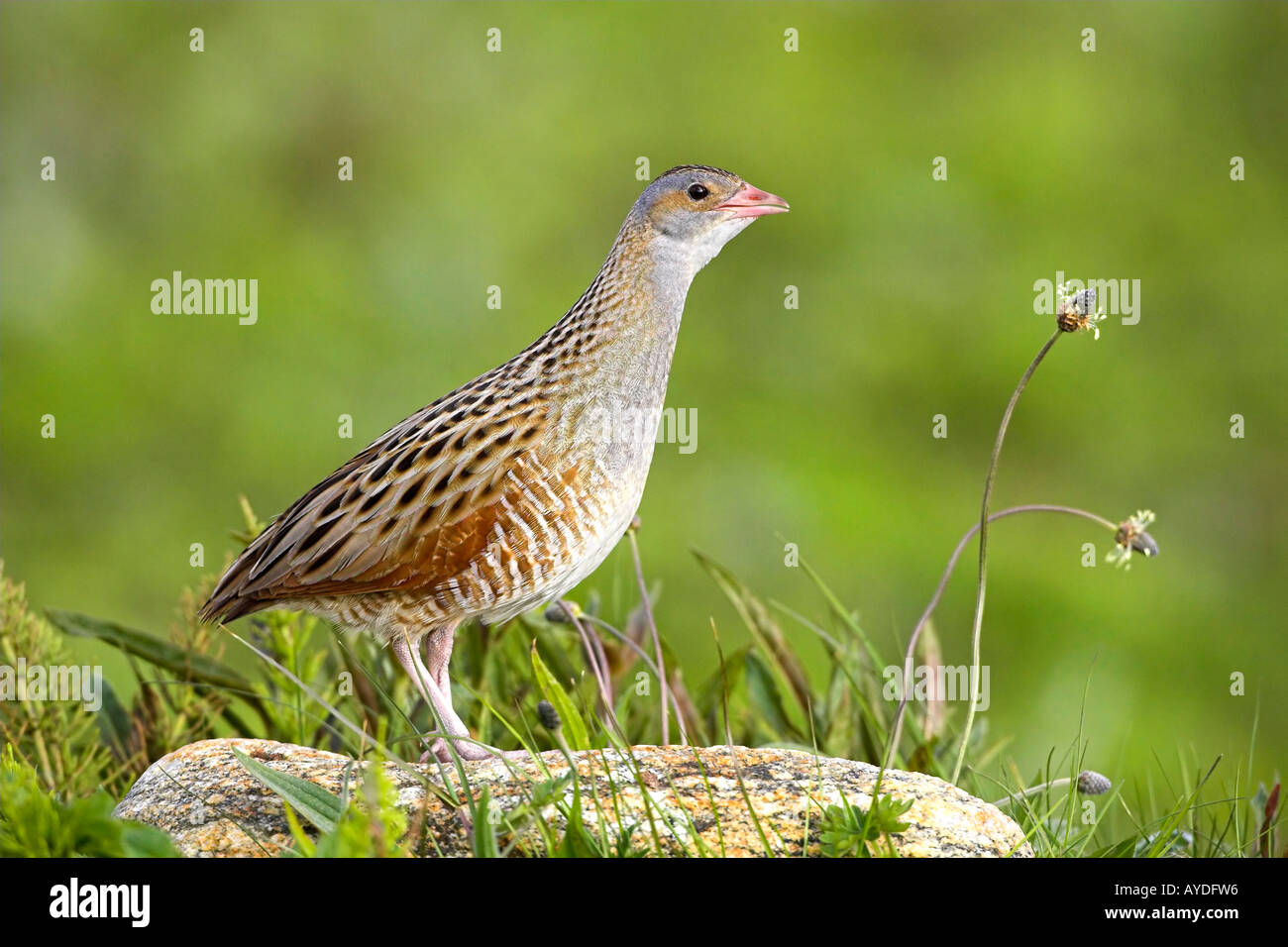 Corncrake, Crex crex, calling, Balranald, North Uist, Scotland, UK ...