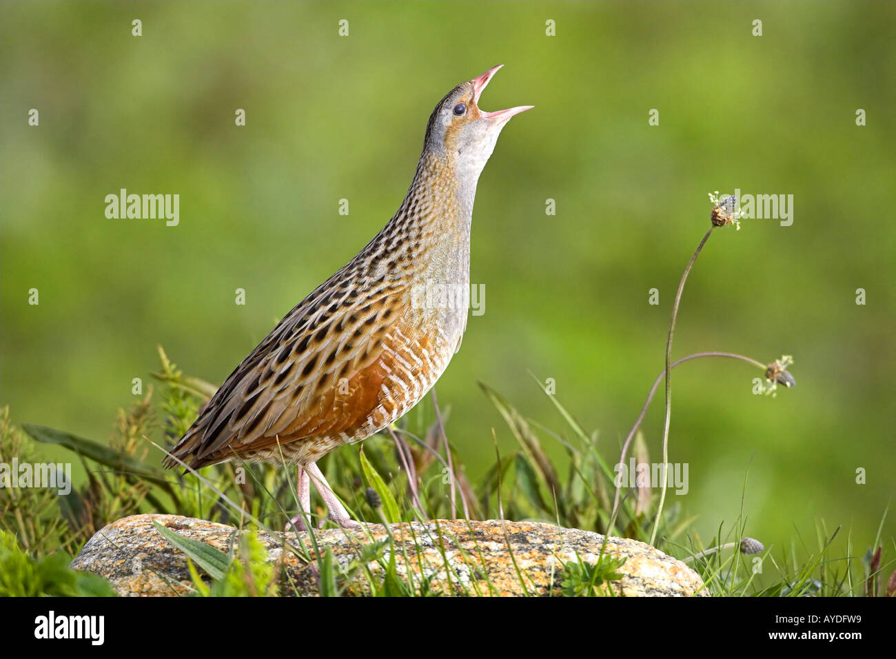 Corncrake, Crex crex, calling, Balranald, North Uist, Scotland, UK ...