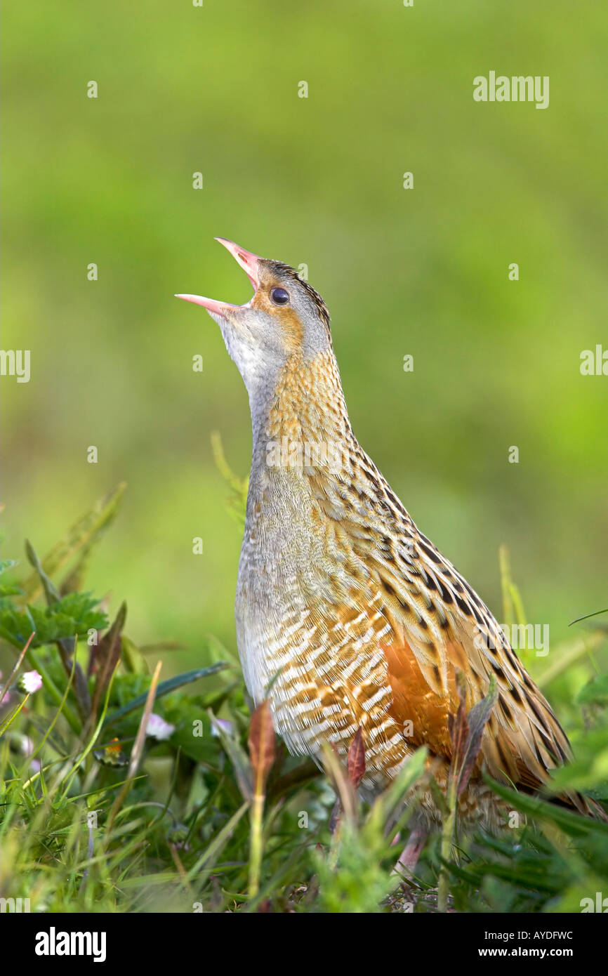 Balranald hi-res stock photography and images - Alamy