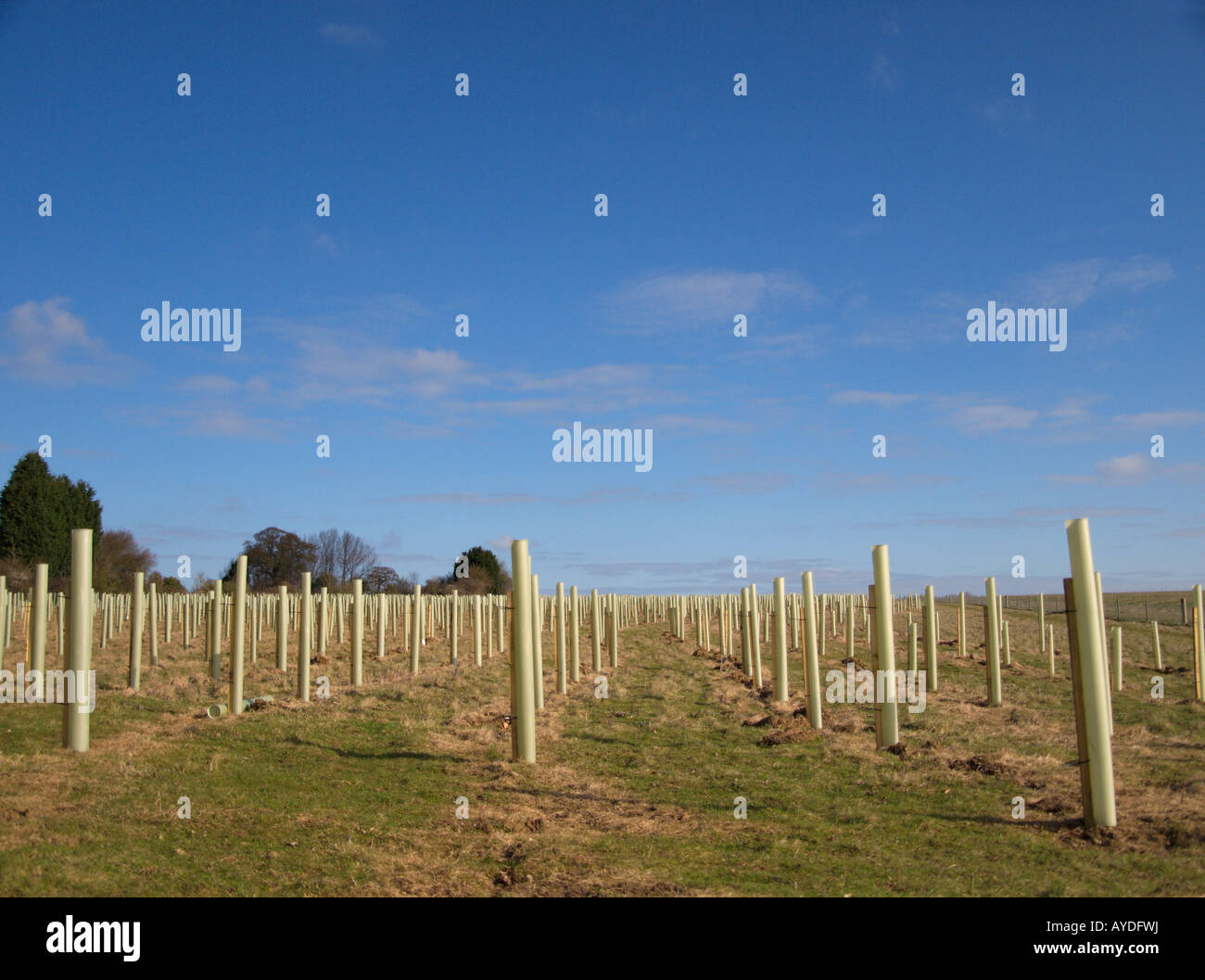 Tree Nursery - poly pipes protecting young trees Stock Photo - Alamy