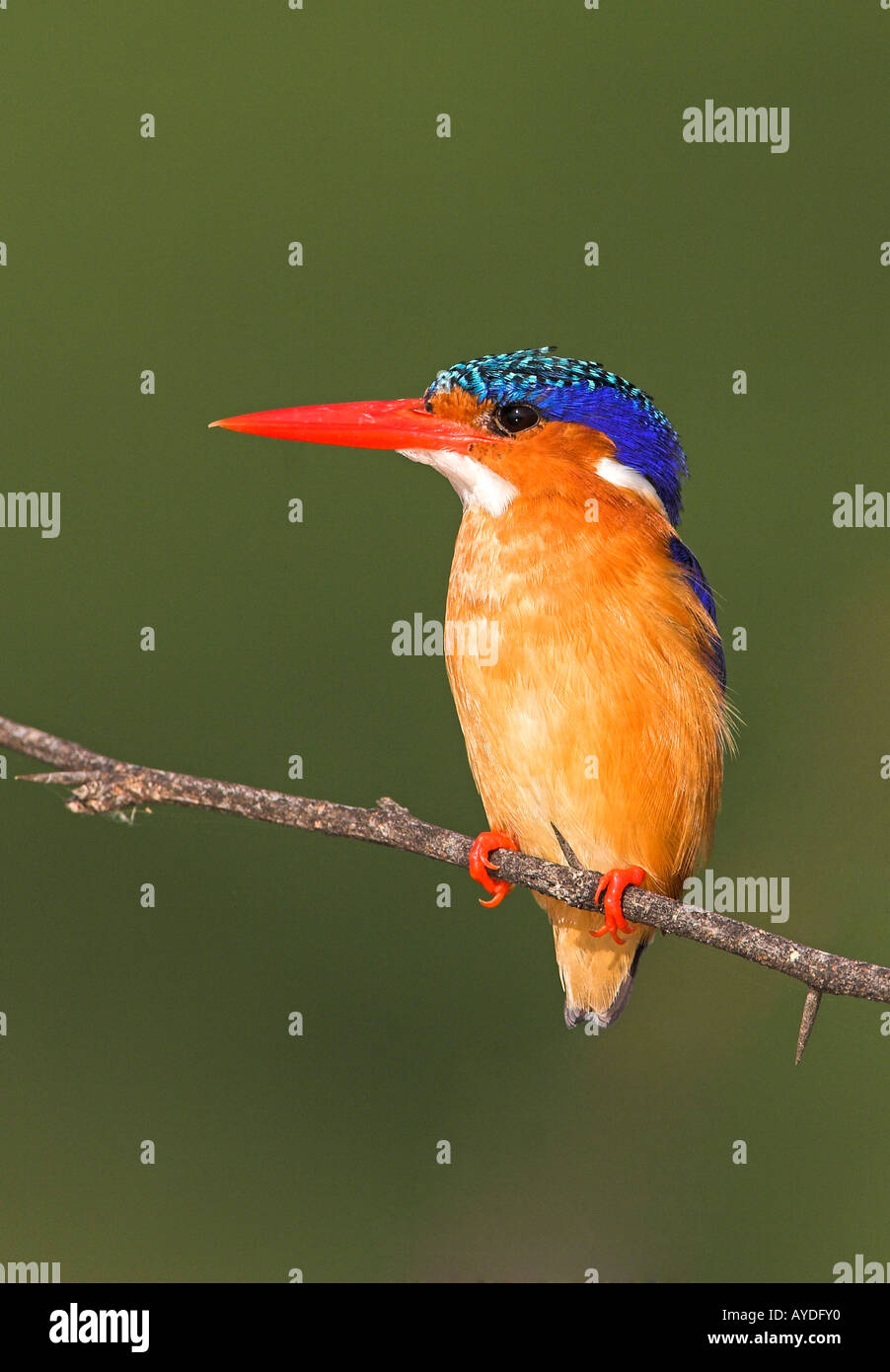 Malachite Kingfisher, alcedo cristata, Hunting from perch, Lake Baringo ...