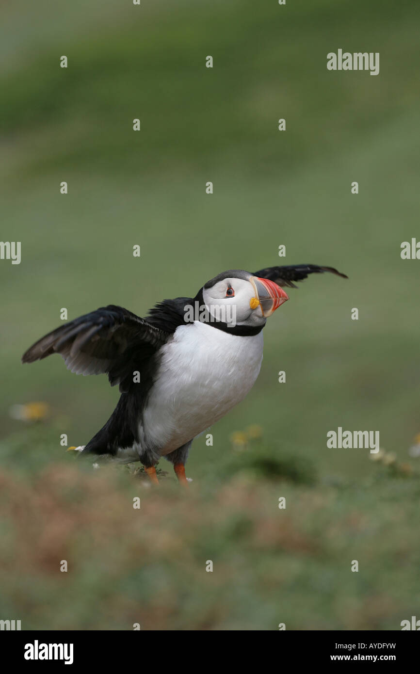 Atlantic puffin spreading its wings Stock Photo - Alamy