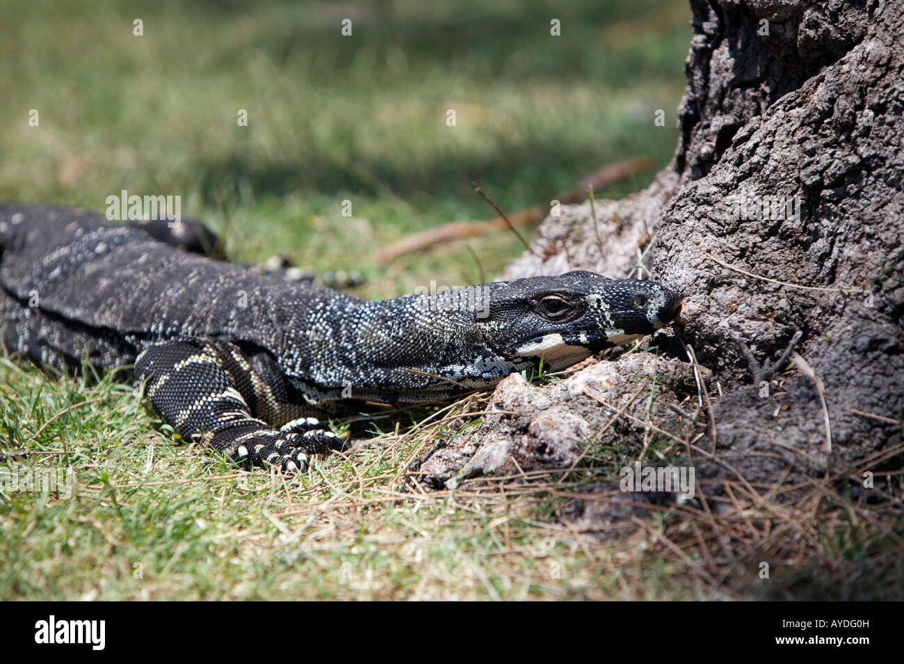 Monitor lizard face hi-res stock photography and images - Alamy