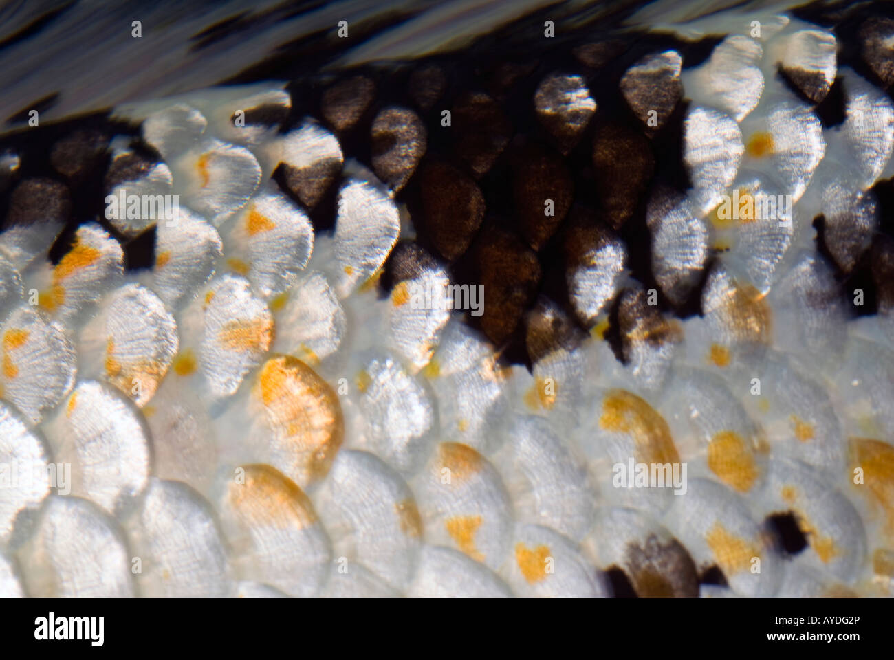 Koi Carp (Cyprinus carpio), scales Stock Photo - Alamy