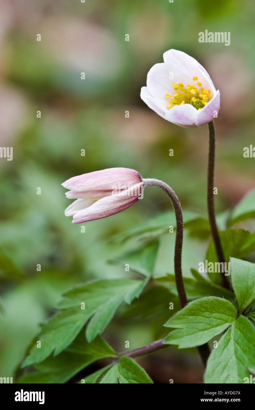 Field anemone nemorosa windflower hi-res stock photography and images ...