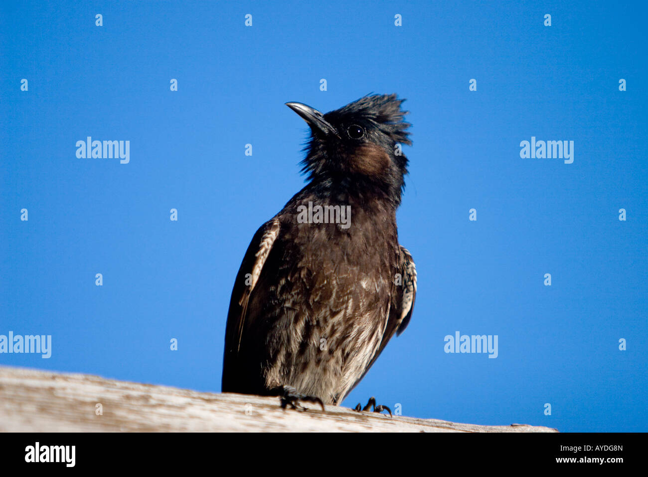 Red vented bulbul bird hi-res stock photography and images - Alamy