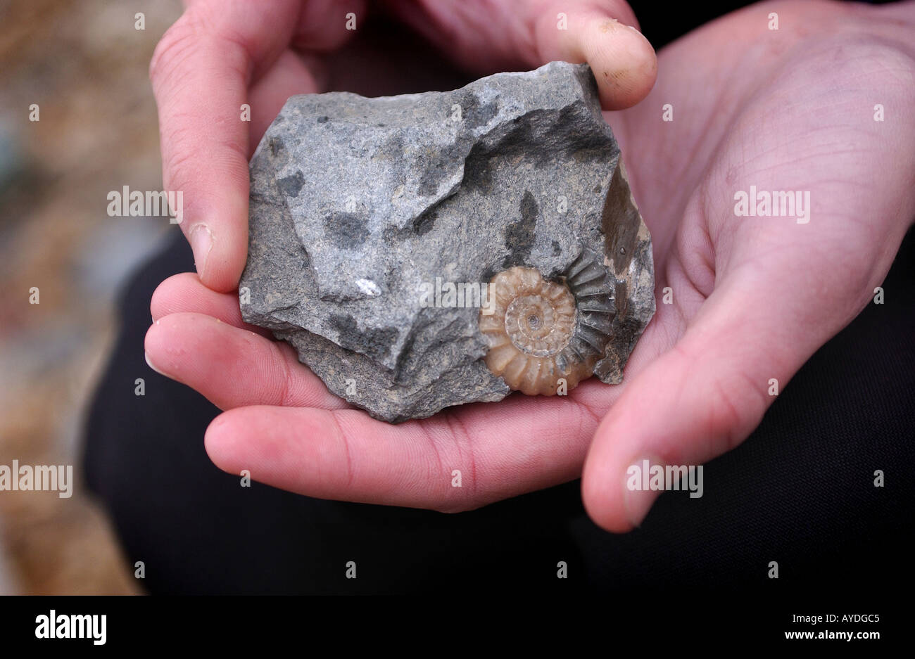 hands holding a stone or rock which contains a fossil, on the beach at ...