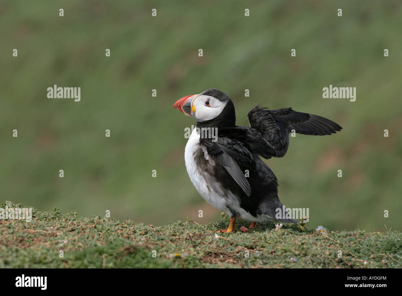 Atlantic puffin spreading its wings Stock Photo - Alamy