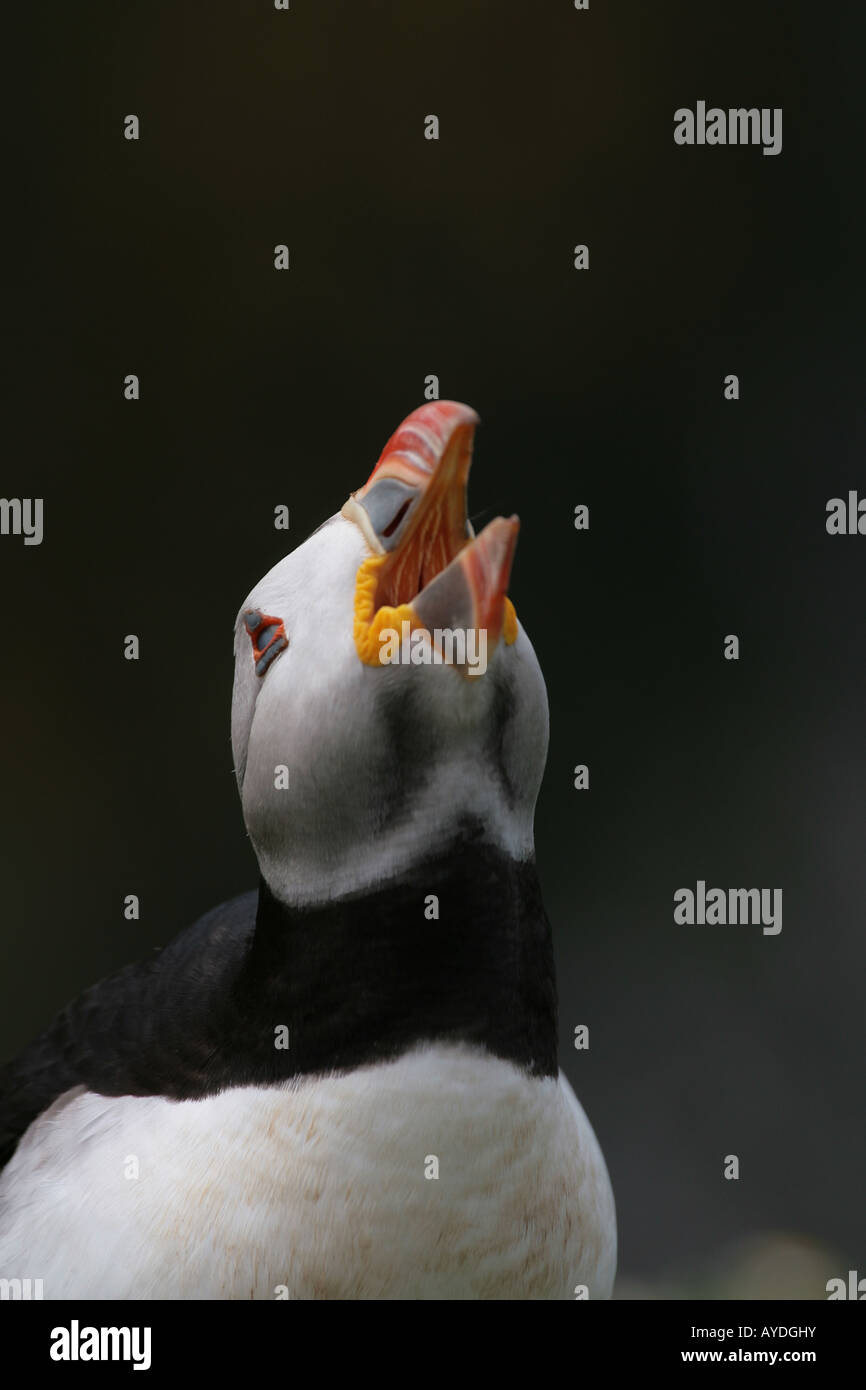 Puffin with its beak open Stock Photo - Alamy