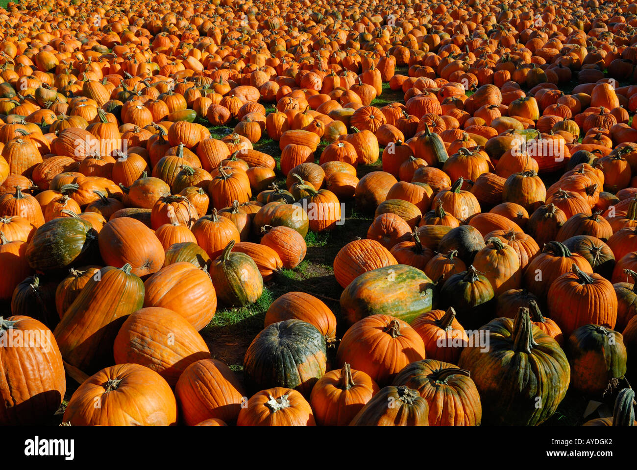 Massive pumpkins hi-res stock photography and images - Alamy