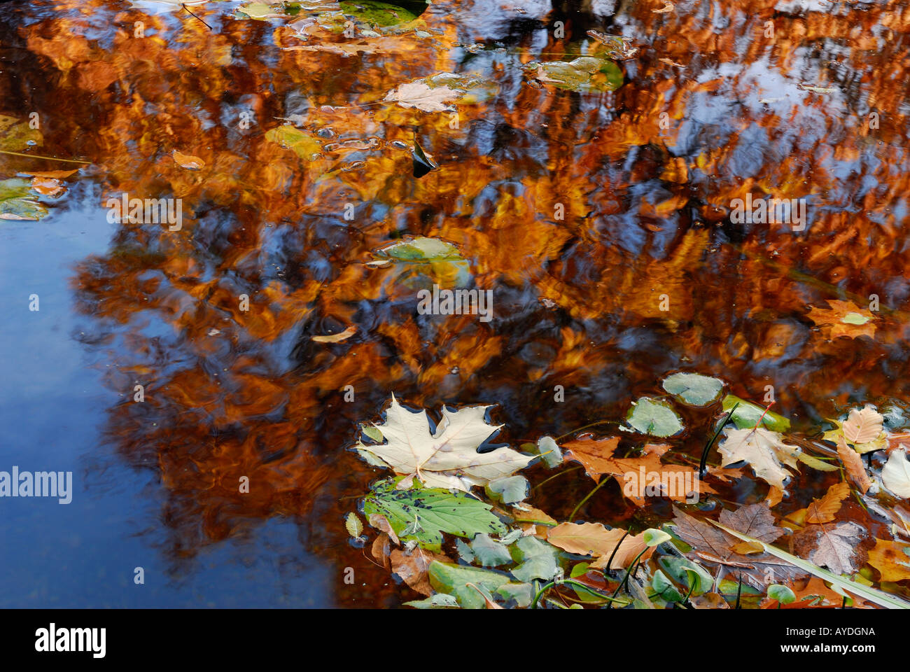 Golden red oak tree leaves in Fall reflected in a wind blown pond ...