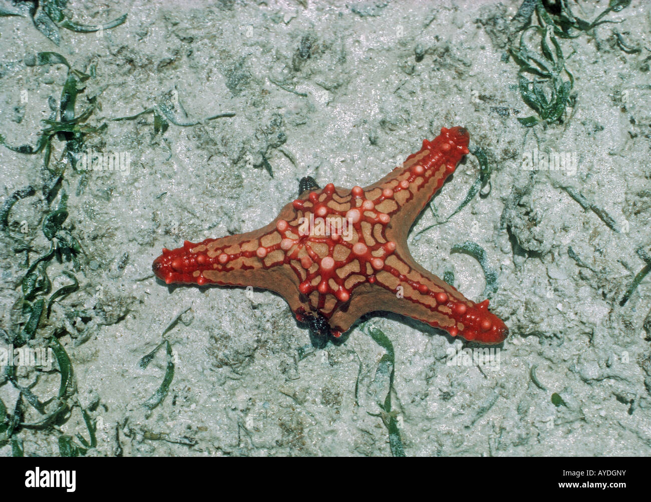 Starfish Regeneration Time Lapse