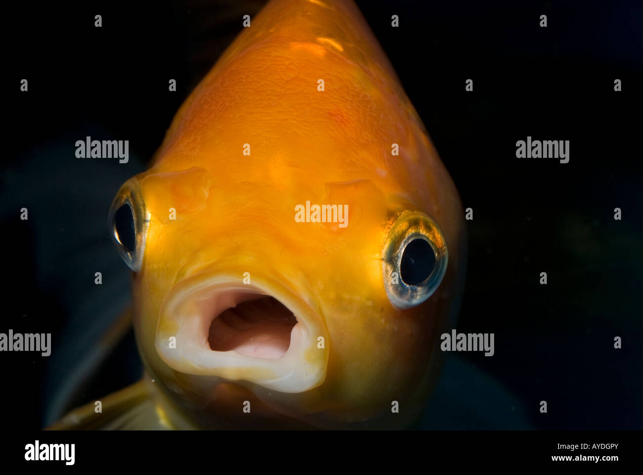Carassius auratus, Red Fish, Ciprinidae Stock Photo - Alamy