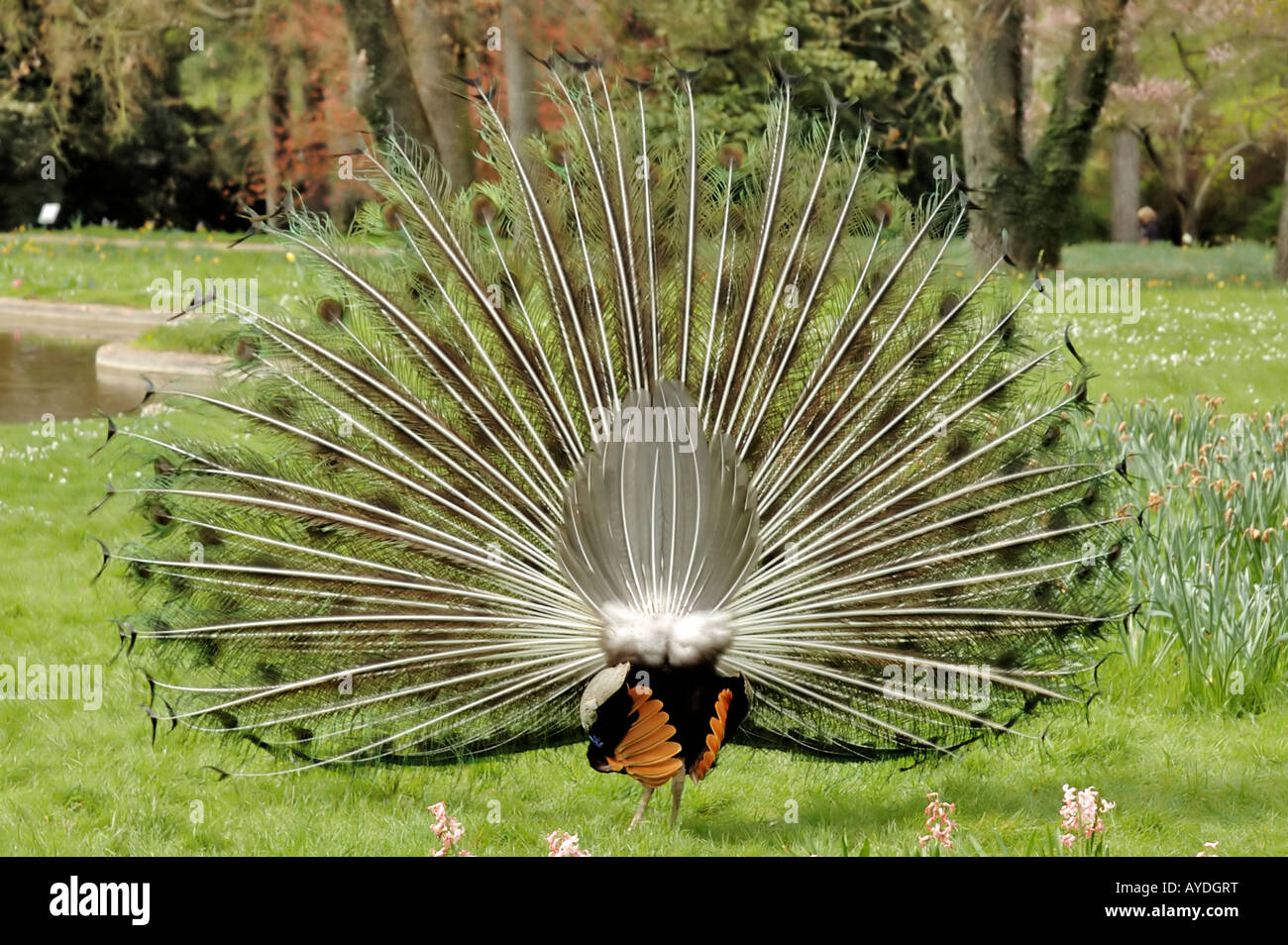 Peacock motif hi-res stock photography and images - Alamy