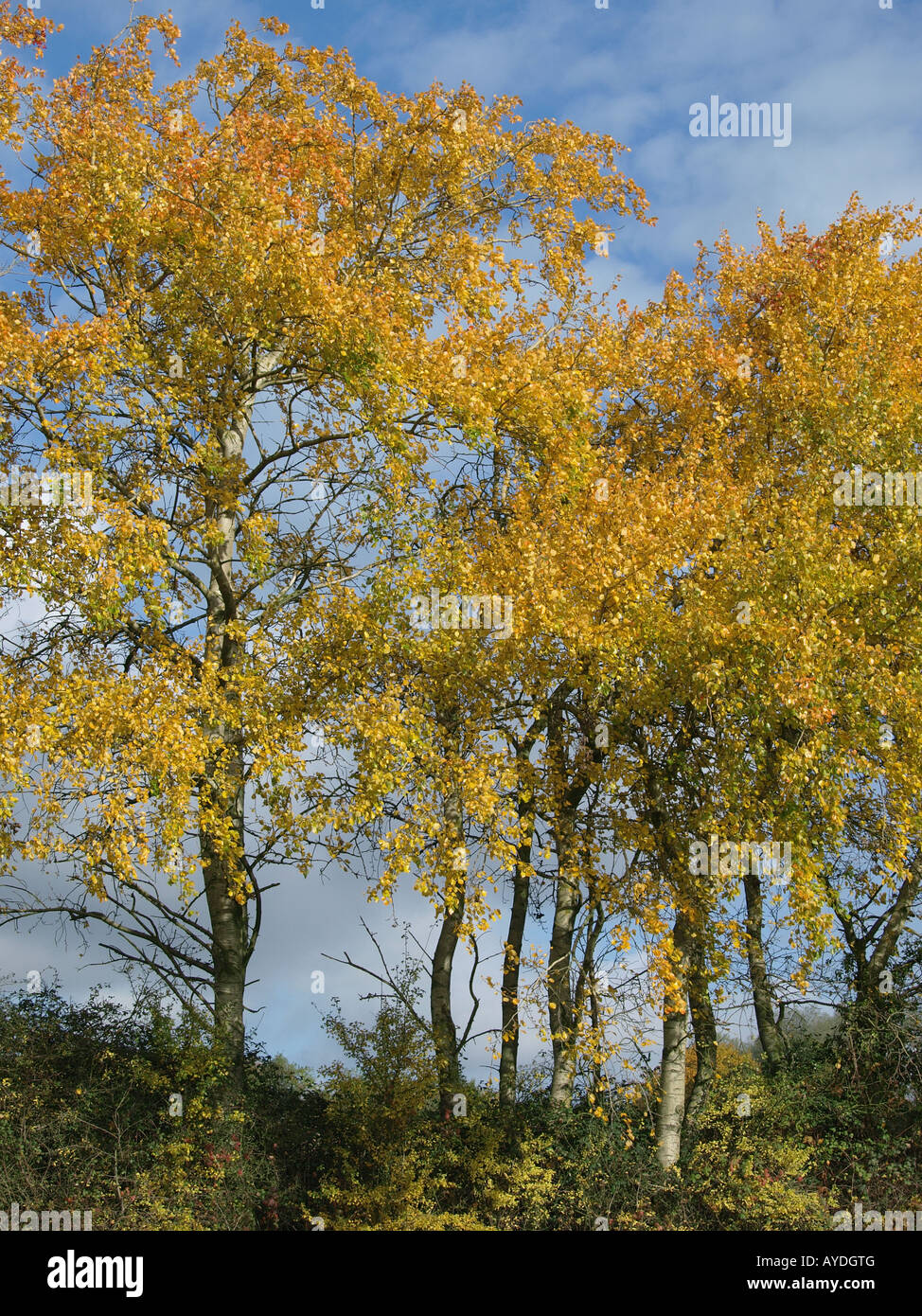 Established trees hi-res stock photography and images - Alamy