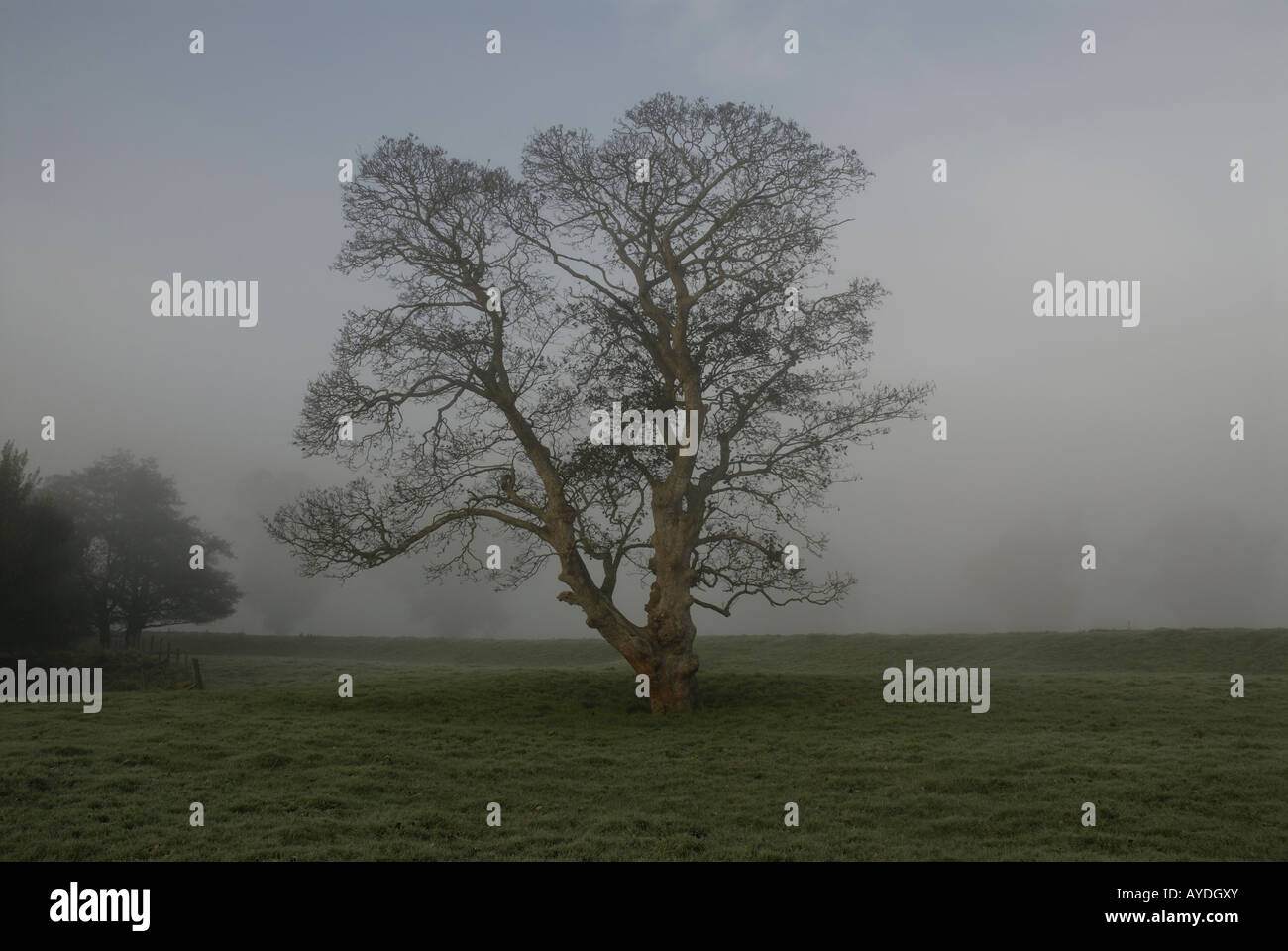 Dawn sunrise sycamore tree hi-res stock photography and images - Alamy