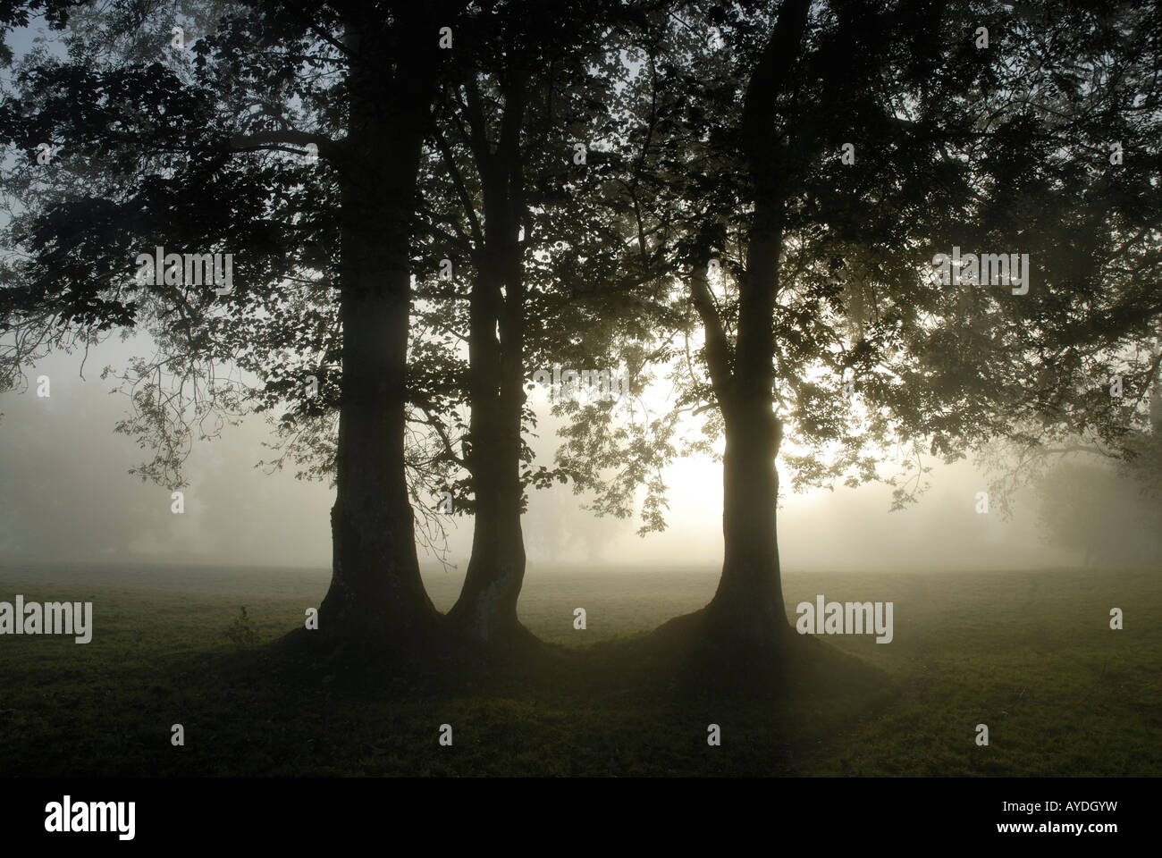 Three Oak Trees backlit by the rising sun (Quercus robur) Conwy, North ...