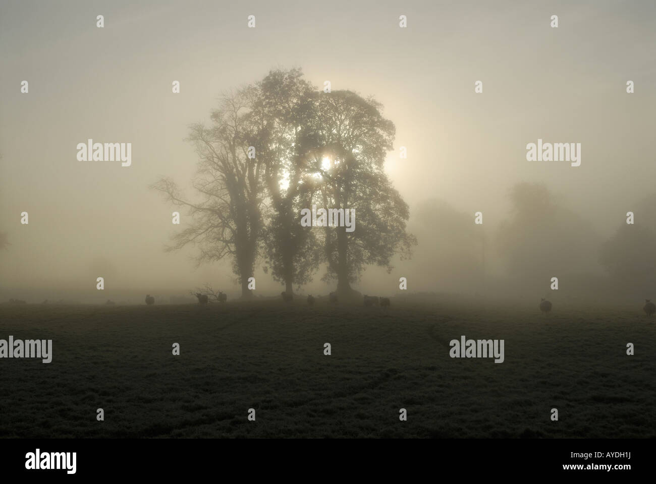 Three Trees Back lit by the rising sun. Conwy Valley North Wales UK ...