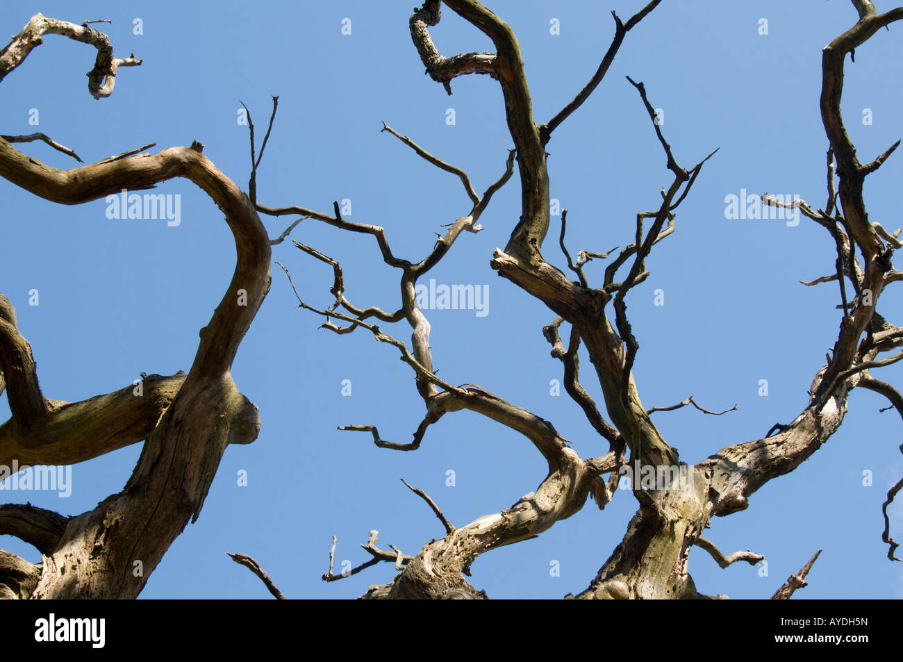 the bare Branches of a dead lifeless oak tree against a bright blue sky ...
