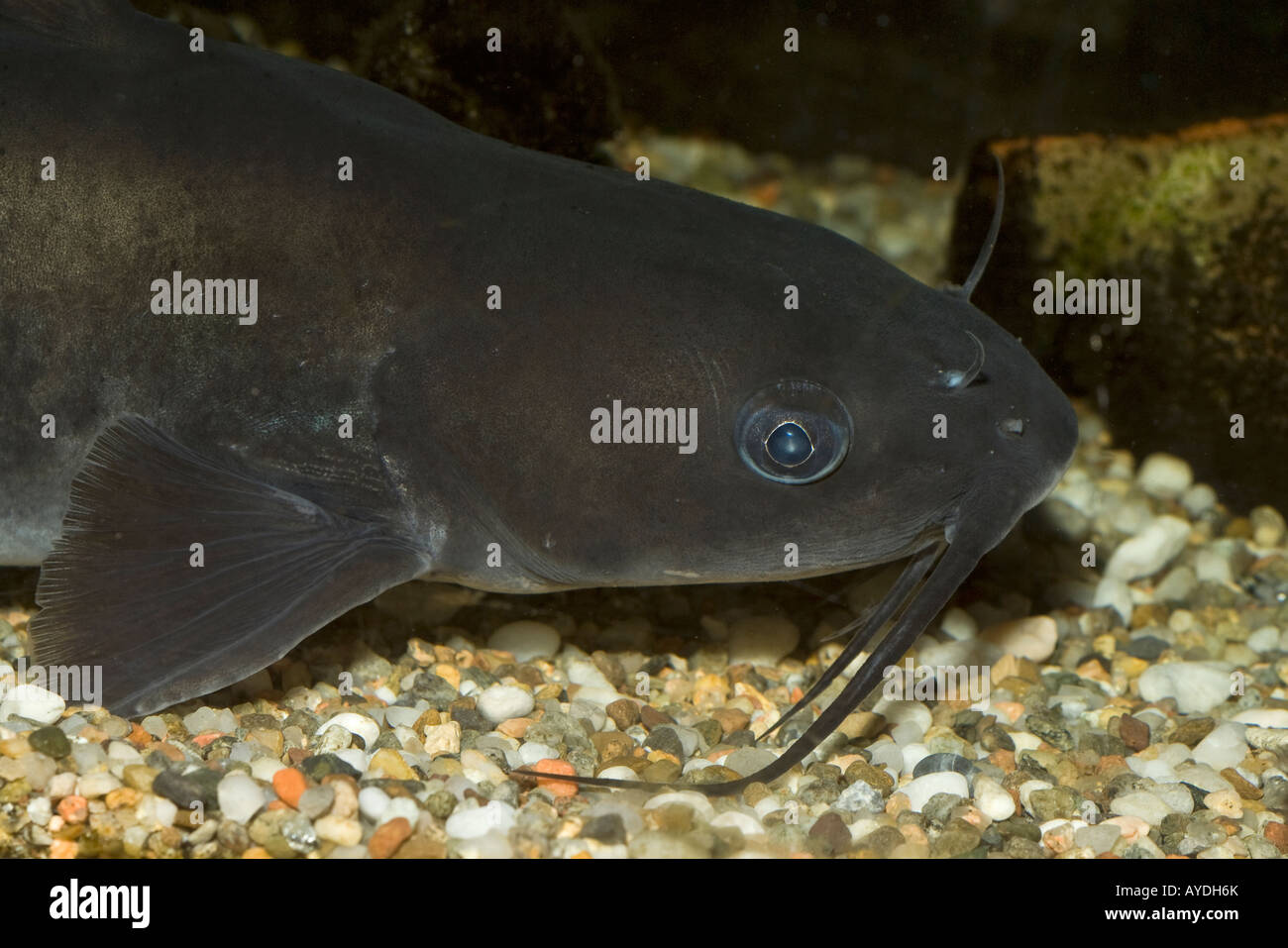 Ameiurus melas, black catfish, Ictaluridae, Siluriformes, Tiber River ...