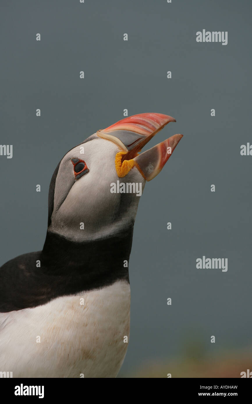 Puffin with its beak open Stock Photo - Alamy