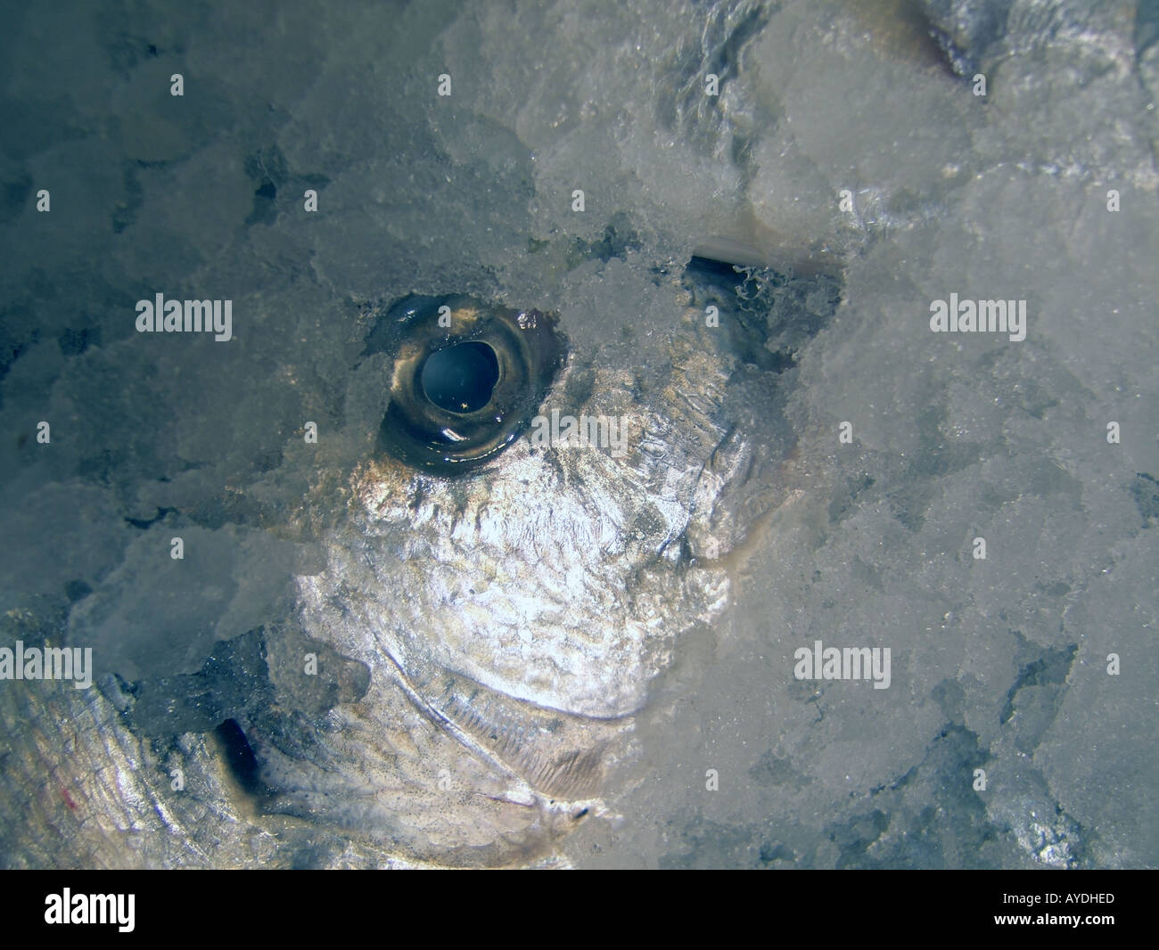 one fish covered with ice Stock Photo - Alamy
