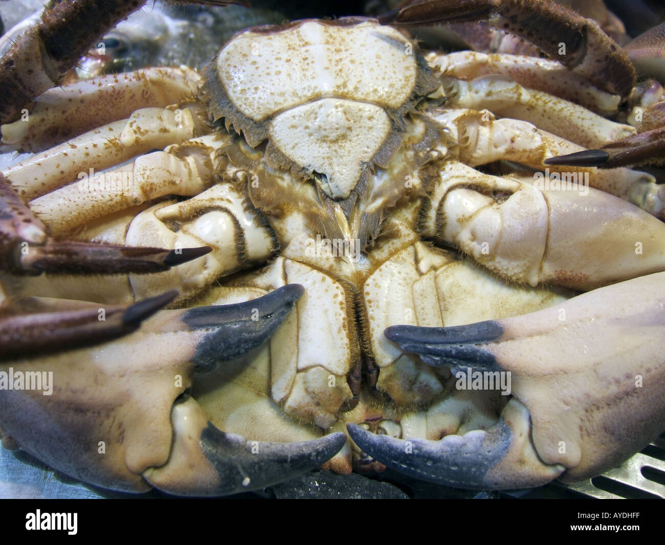 Crab belly hi-res stock photography and images - Alamy