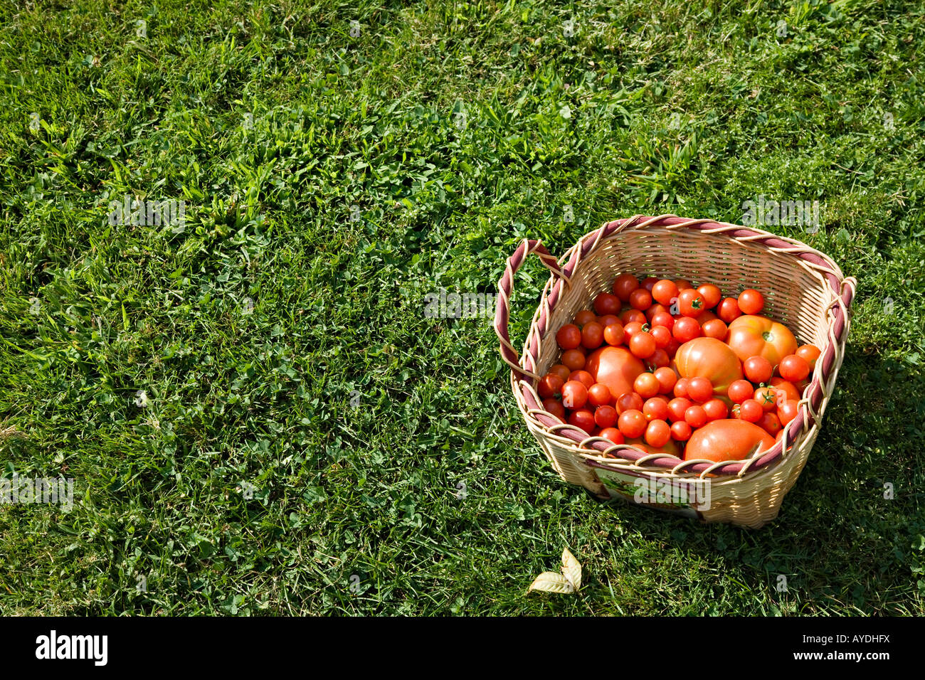 Tomato in grass hi-res stock photography and images - Alamy