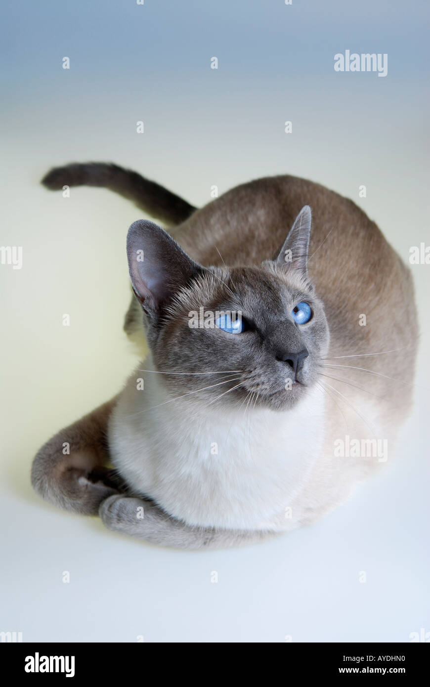 Purebred Blue Point Siamese pet cat with blue eyes looking up on a blue ...