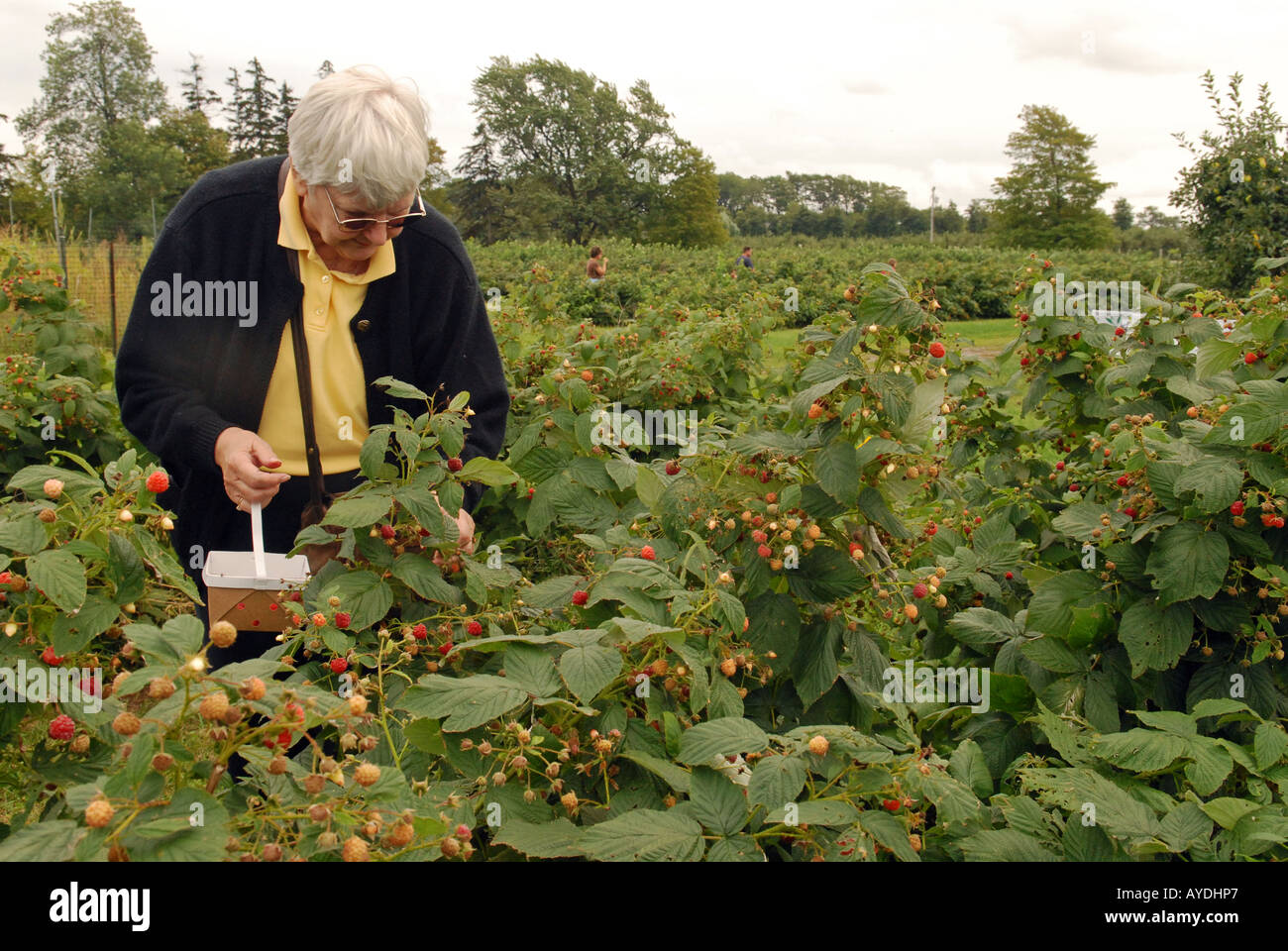 Rasperries picking hi-res stock photography and images - Alamy