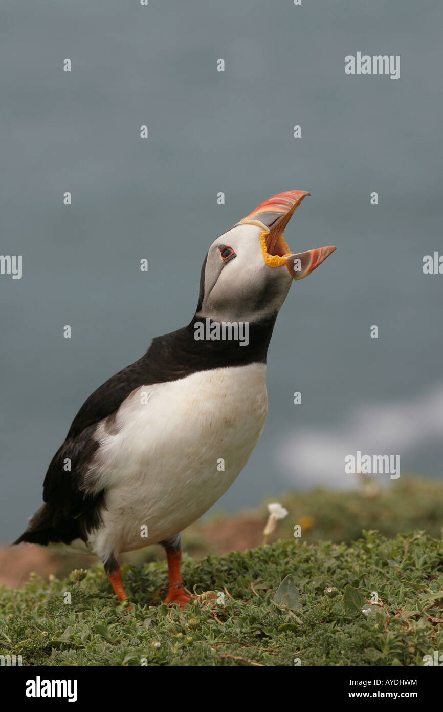 Puffin with its beak open Stock Photo - Alamy