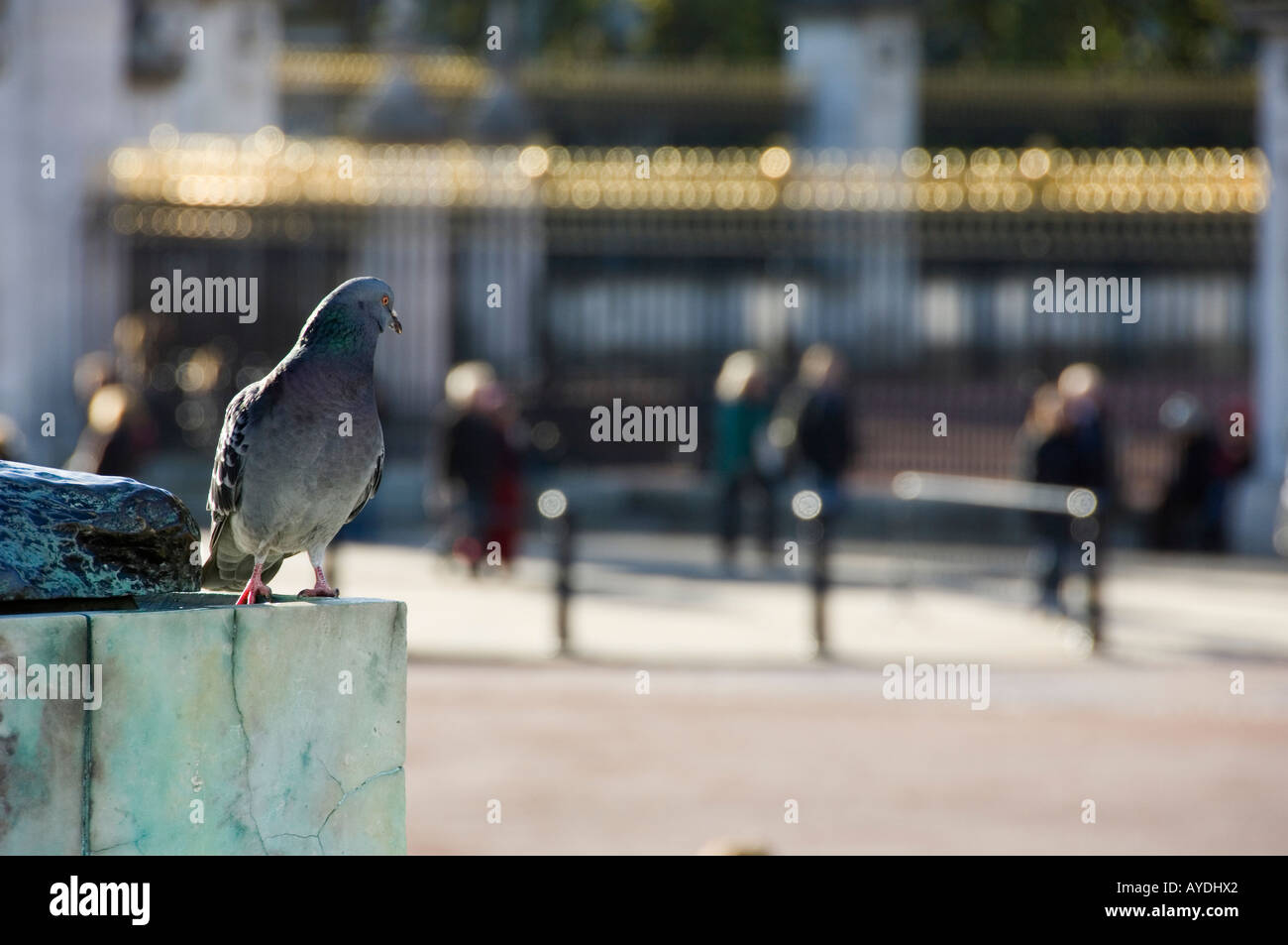 Pigeon outside Buckingham Palace in central London with tourists in the ...