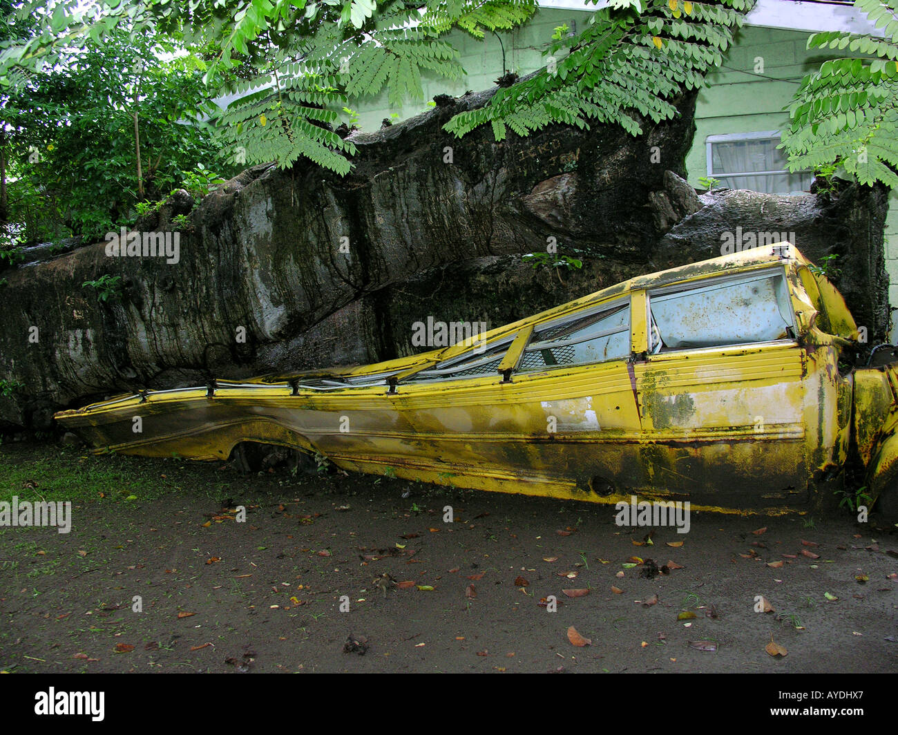 A bus crushed beneath a tree during Hurricane David which struck the ...