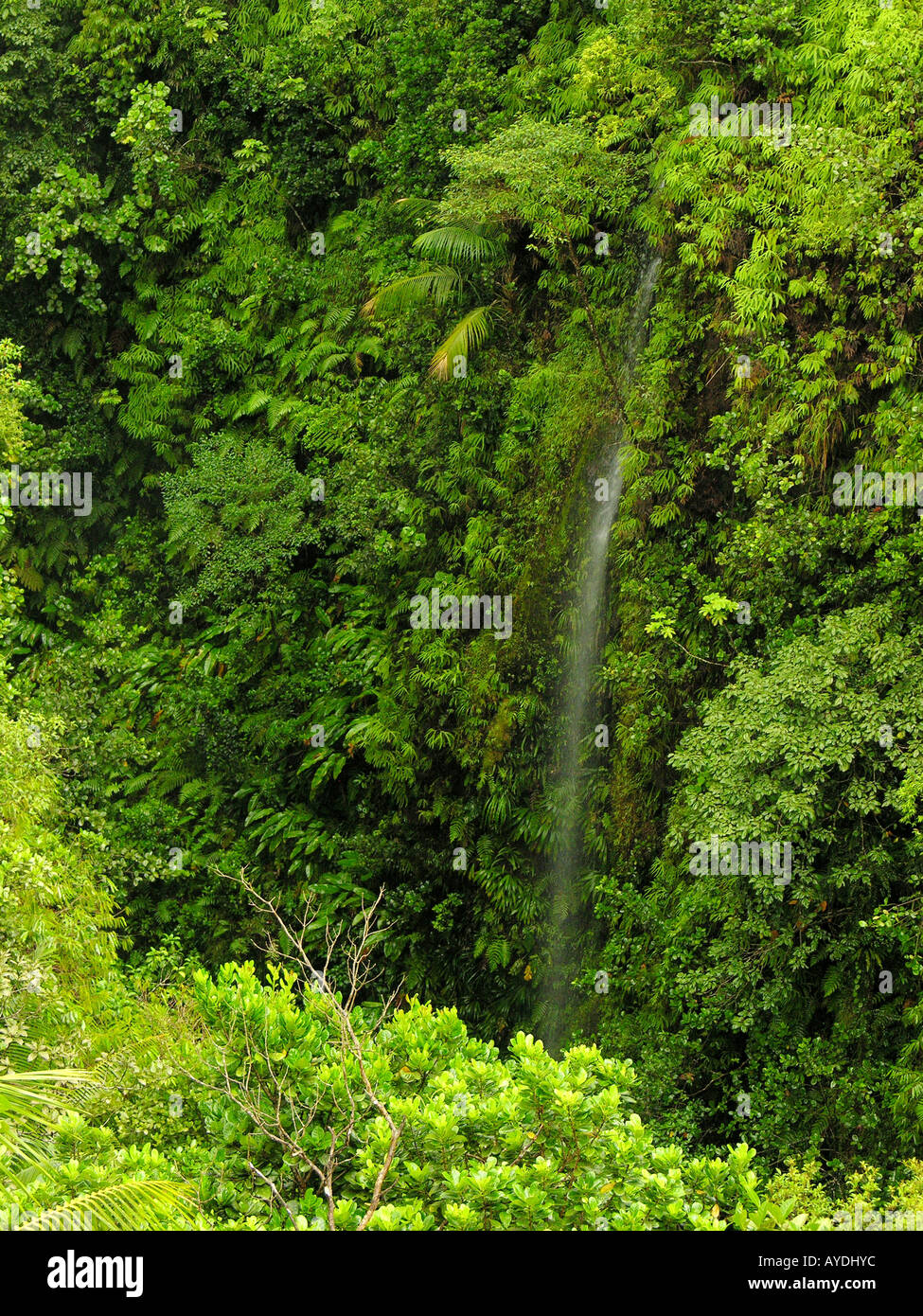 The rainforest in Dominica Stock Photo - Alamy