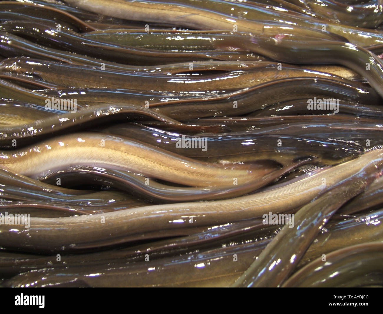 Slime eels hi-res stock photography and images - Alamy