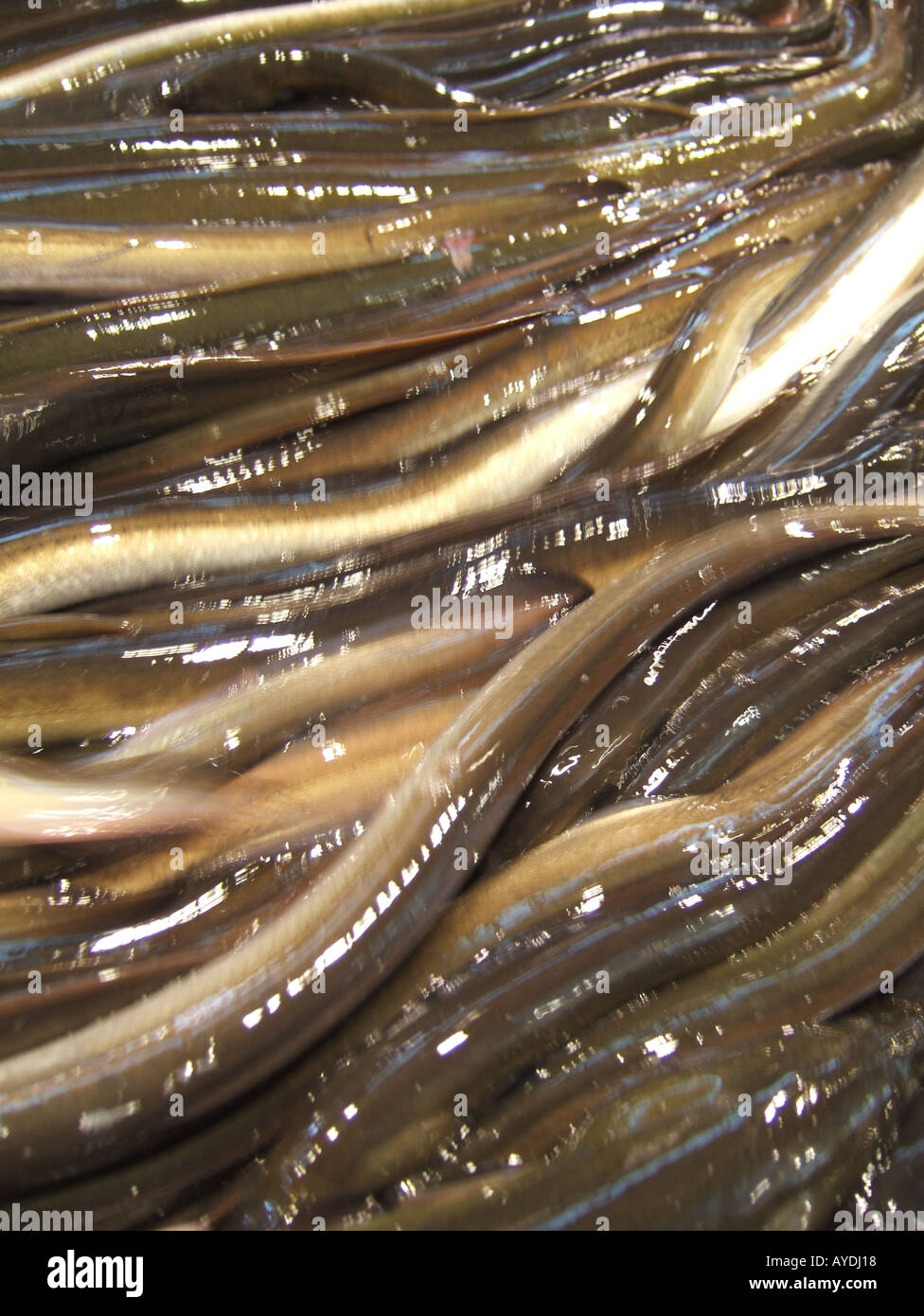 Slime eels hi-res stock photography and images - Alamy