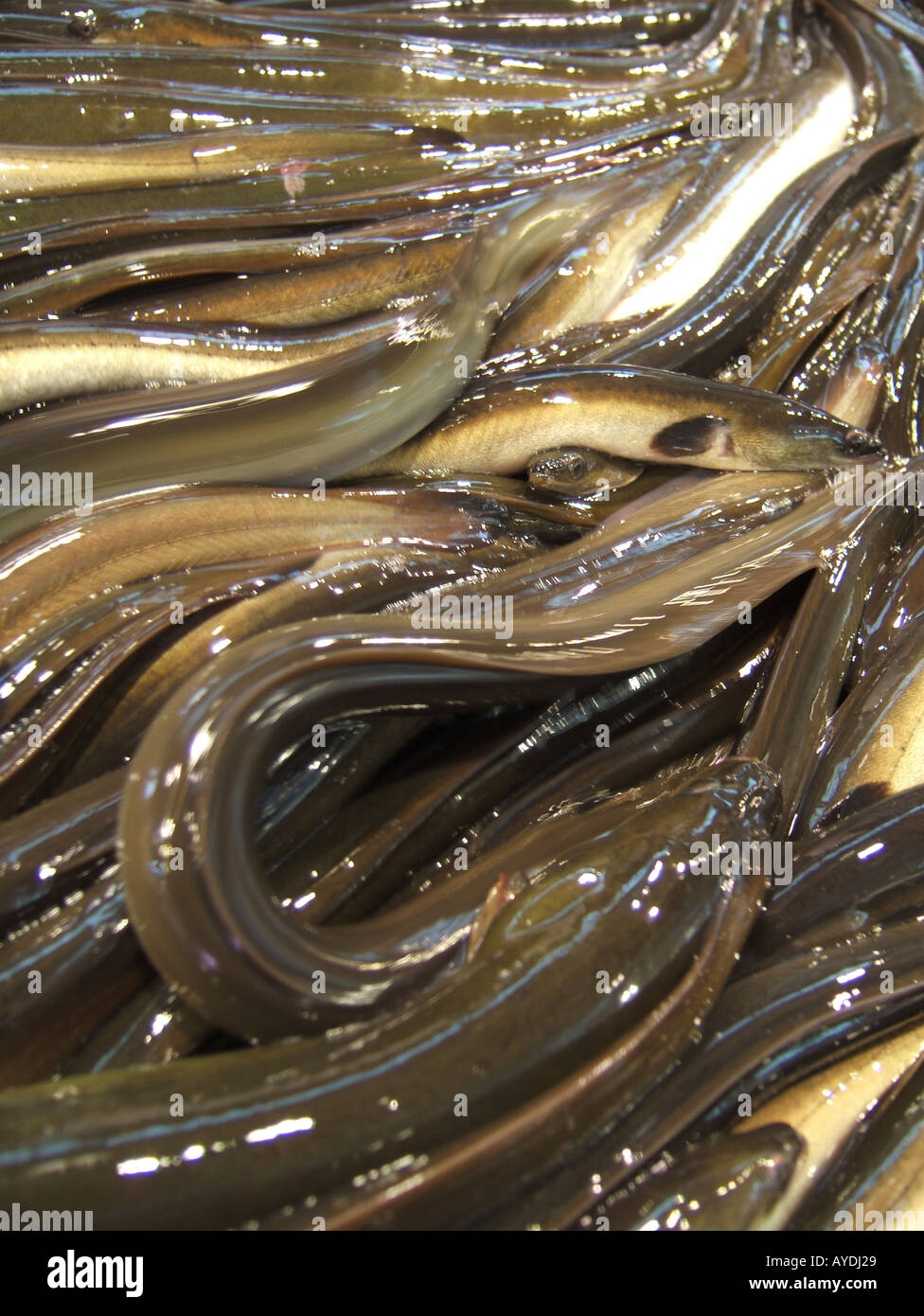 Slime eels hi-res stock photography and images - Alamy